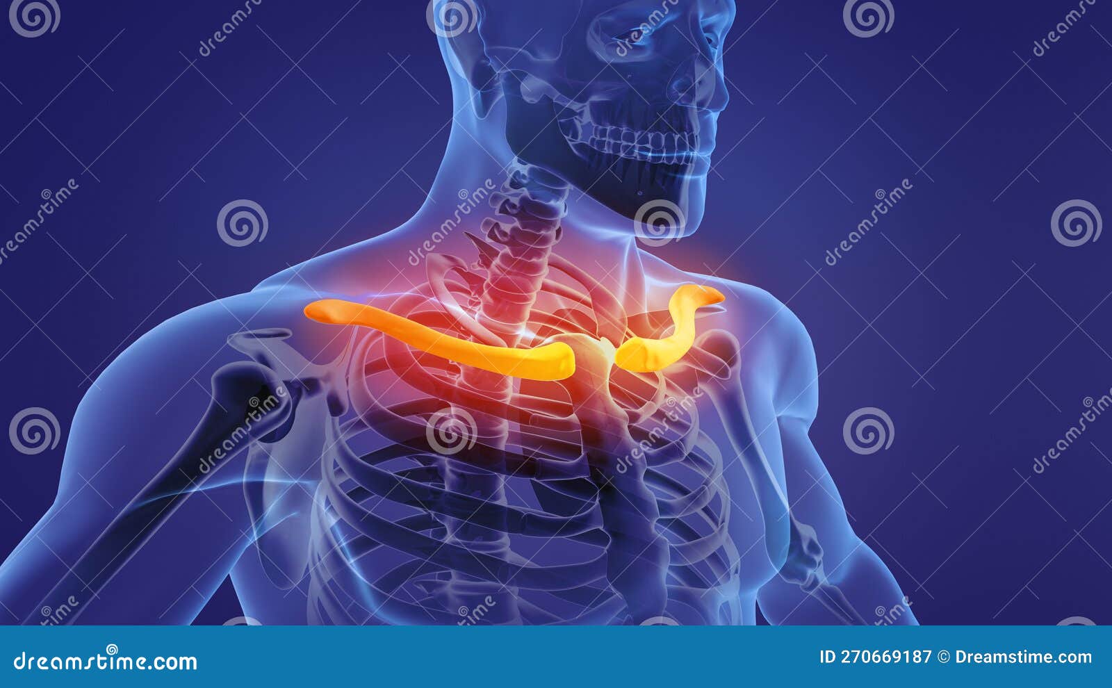 Human Skeleton Clavicle Bones Anatomy Stock Illustration - Illustration ...