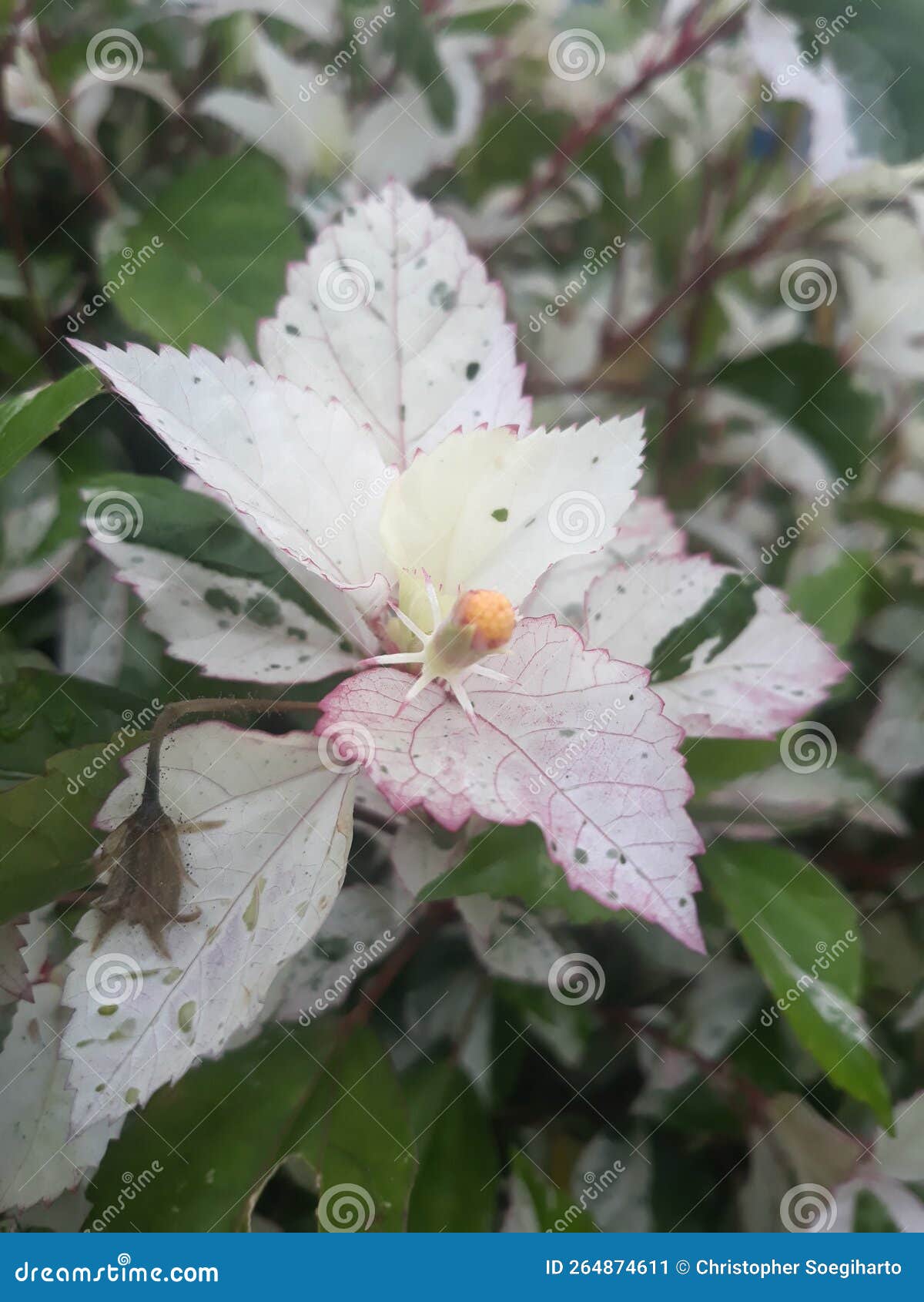 Shurb of white flower stock image. Image of white, shurb - 264874611