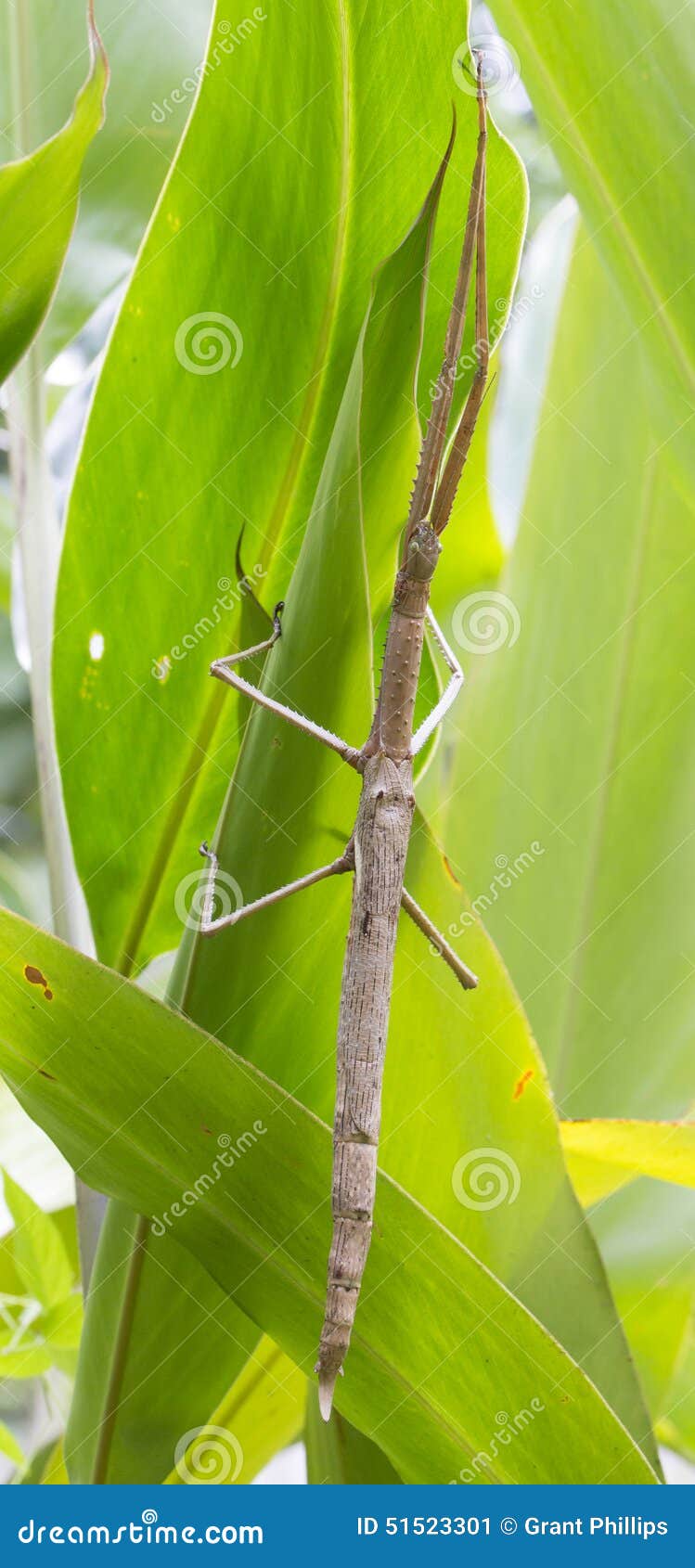 Stock-Insekt stockbild. Bild von wildnis, fahrwerkbein - 51523301