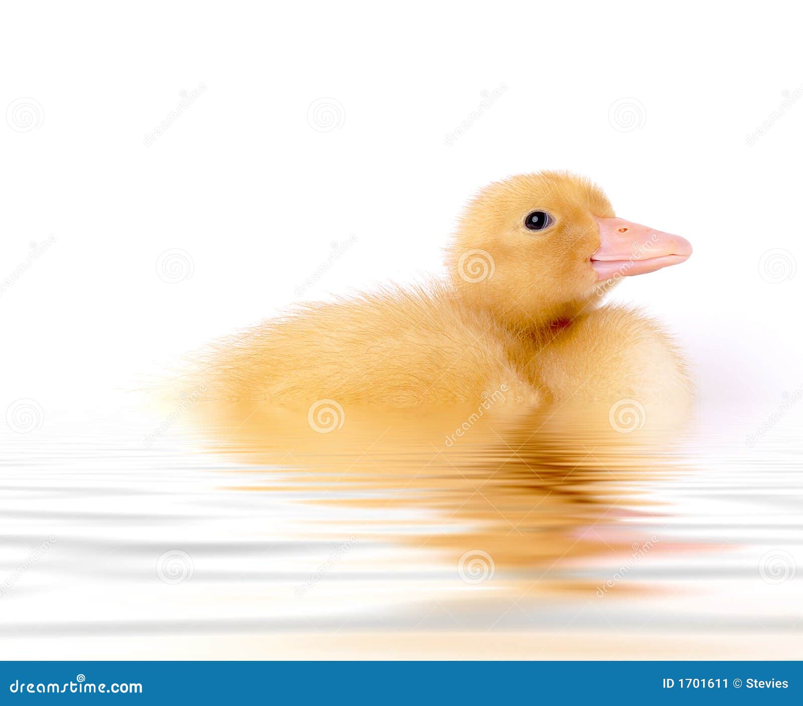 Stock Photo of Baby Duck stock image. Image of lighting - 1701611