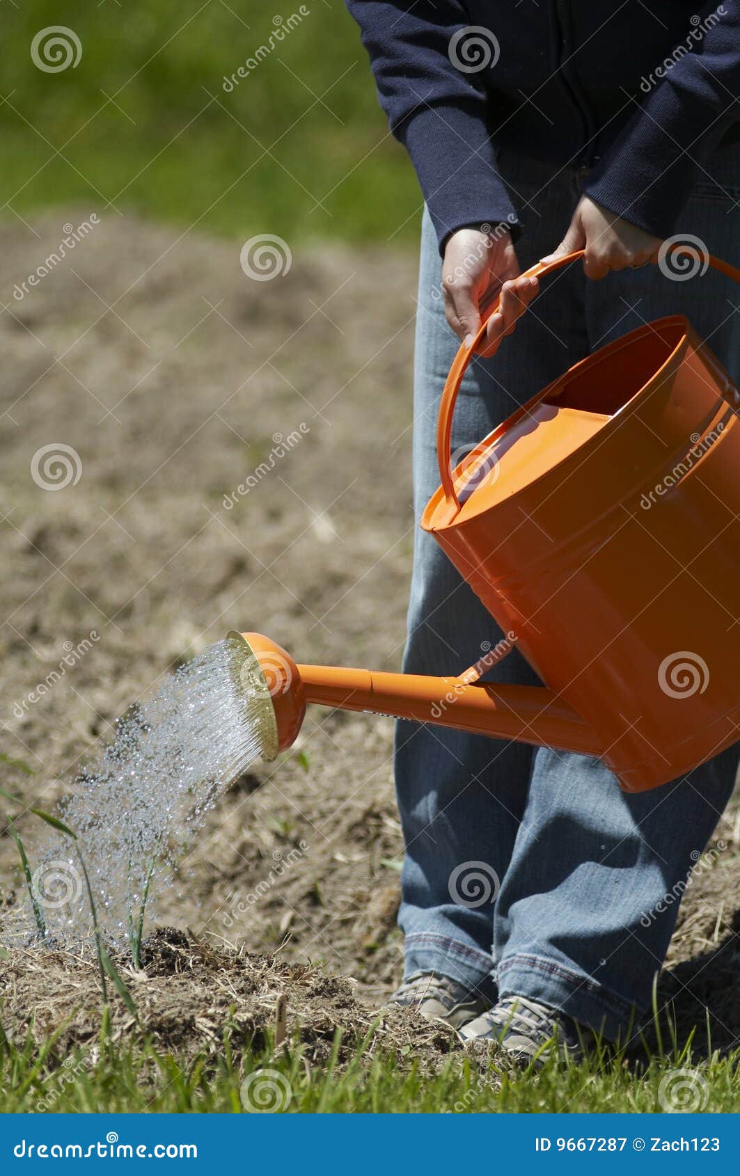 Stock Photo of a Garden Being Watered Stock Image - Image of plant ...