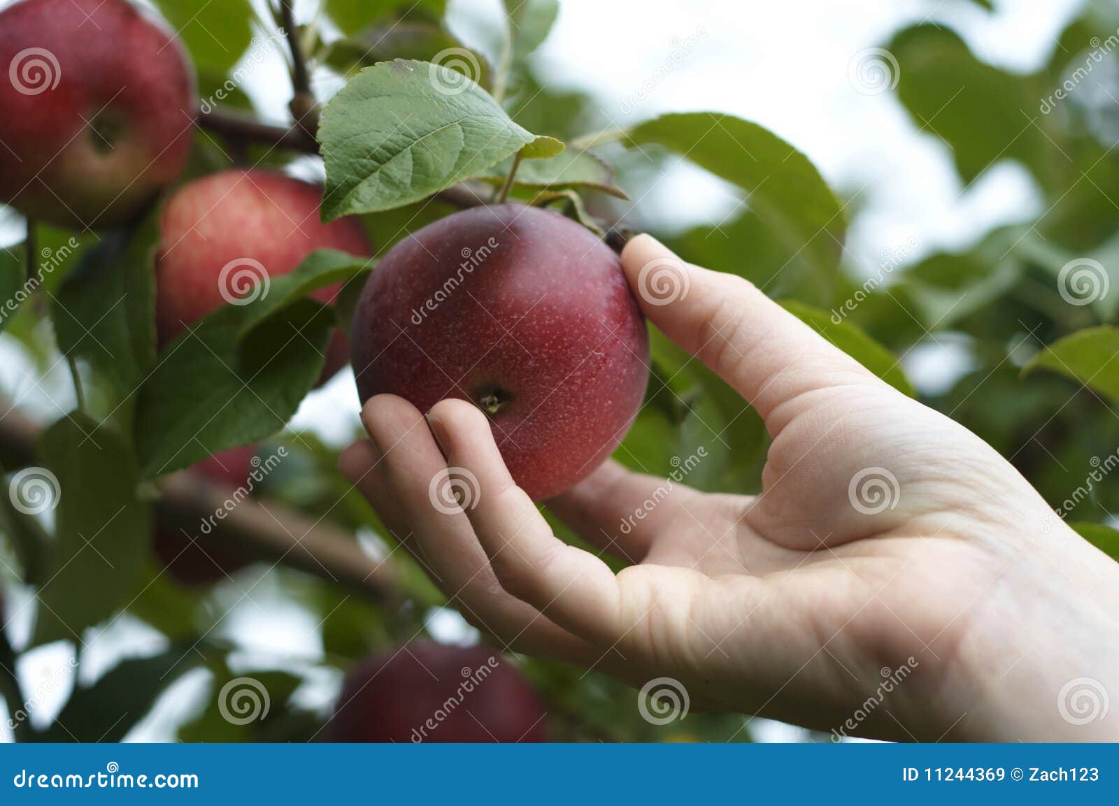 Stock Photo of a Hand Picking an Apple Stock Image - Image of healthy ...