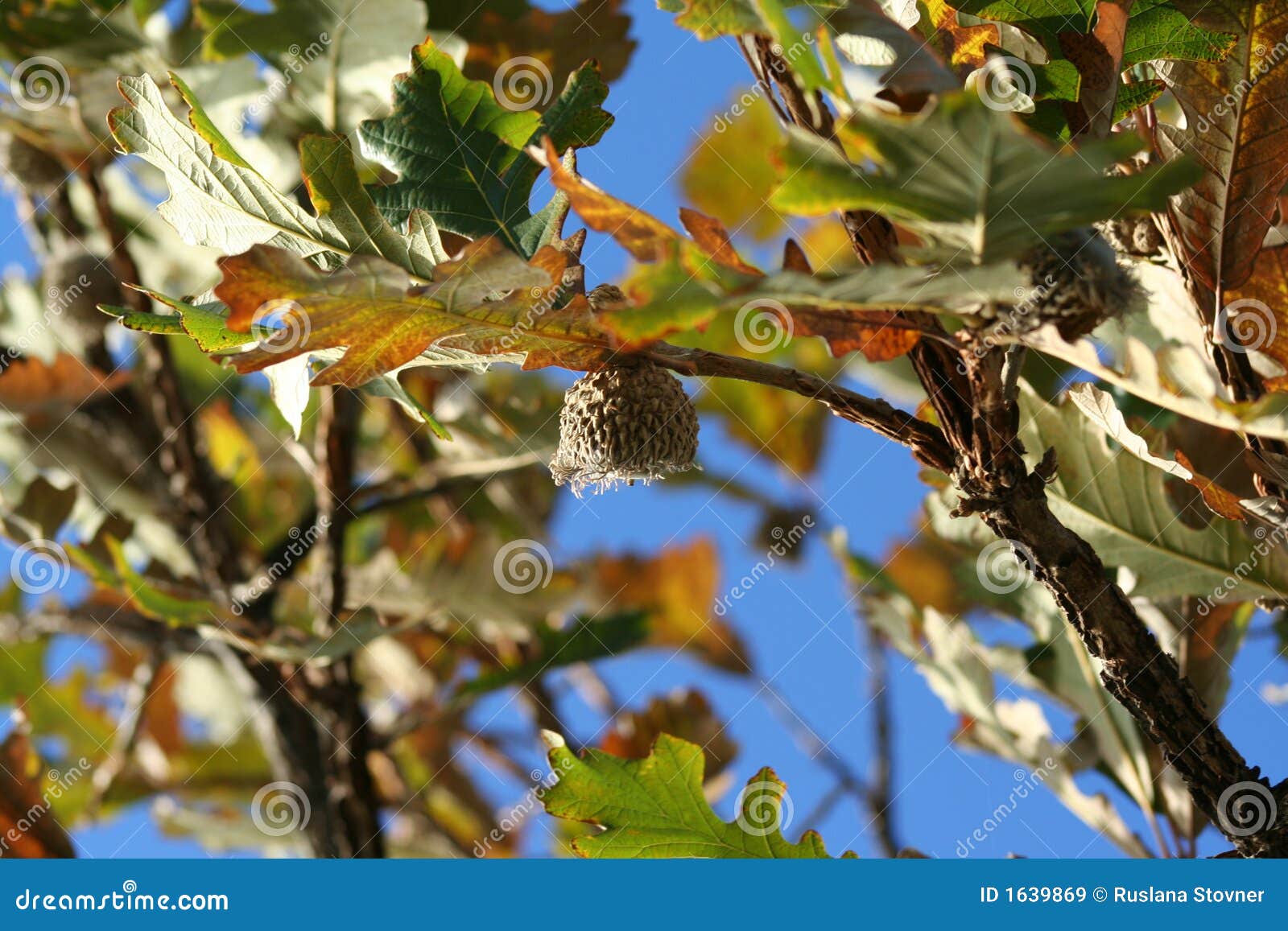 Burr Oak Aka Quercus Macrocarpa Acorns Ripening Royalty-Free Stock ...