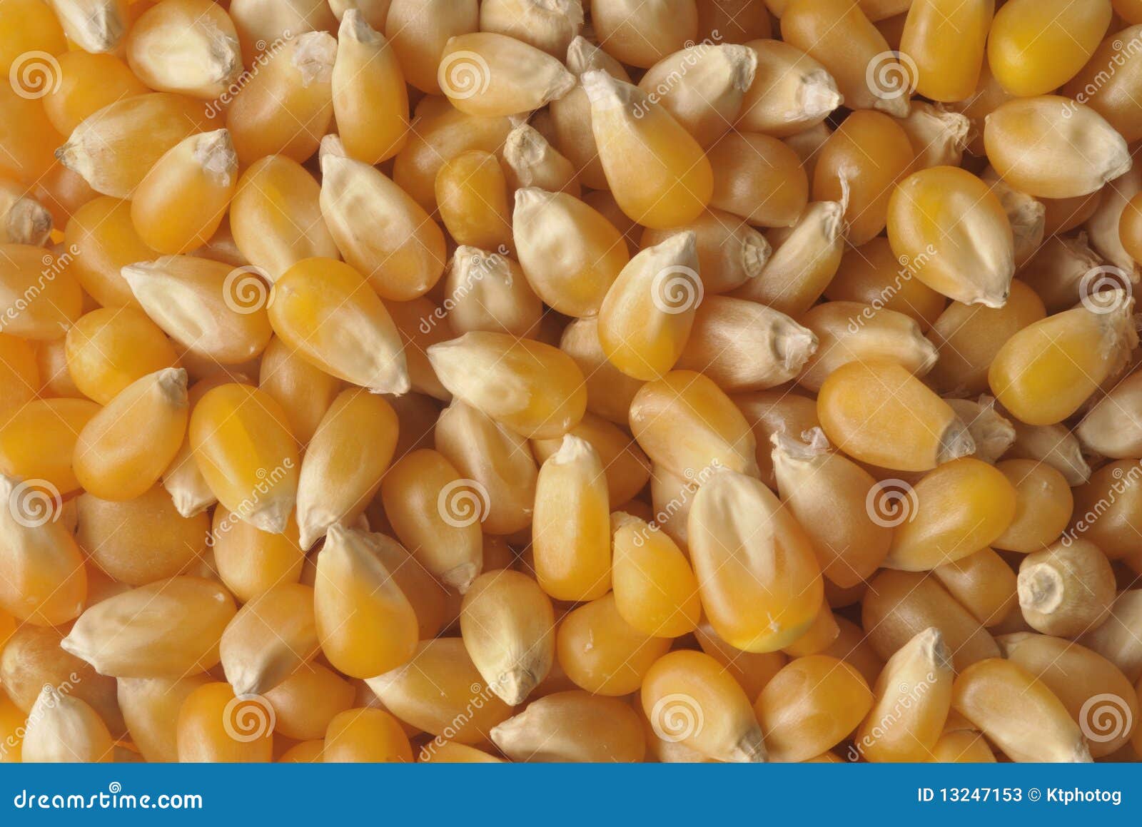 Stock Photo of Unpopped Corn Stock Image - Image of corn, popcorns ...