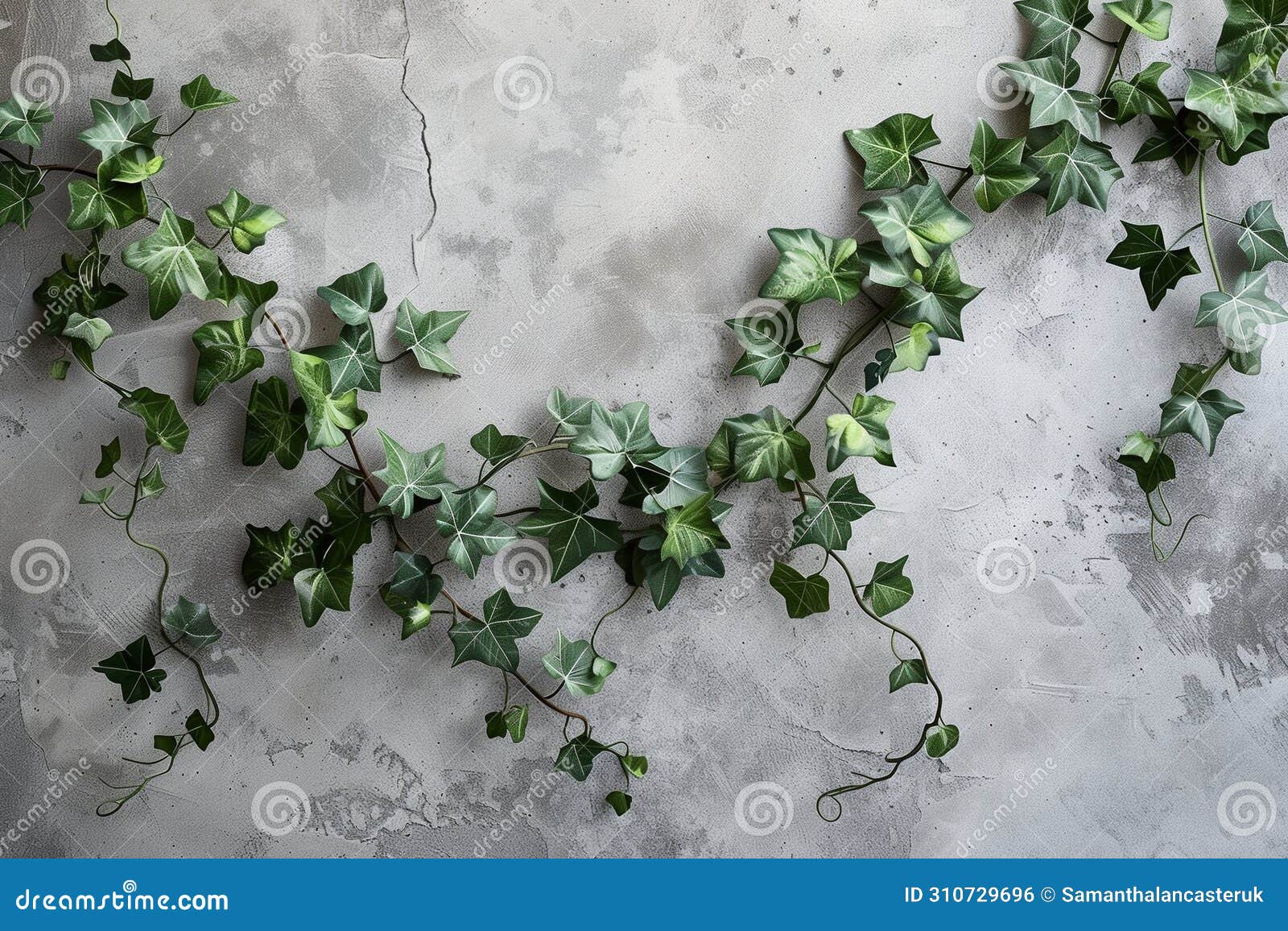 Trailing Ivy on a Grey Concrete Wall Stock Photo - Image of garland ...