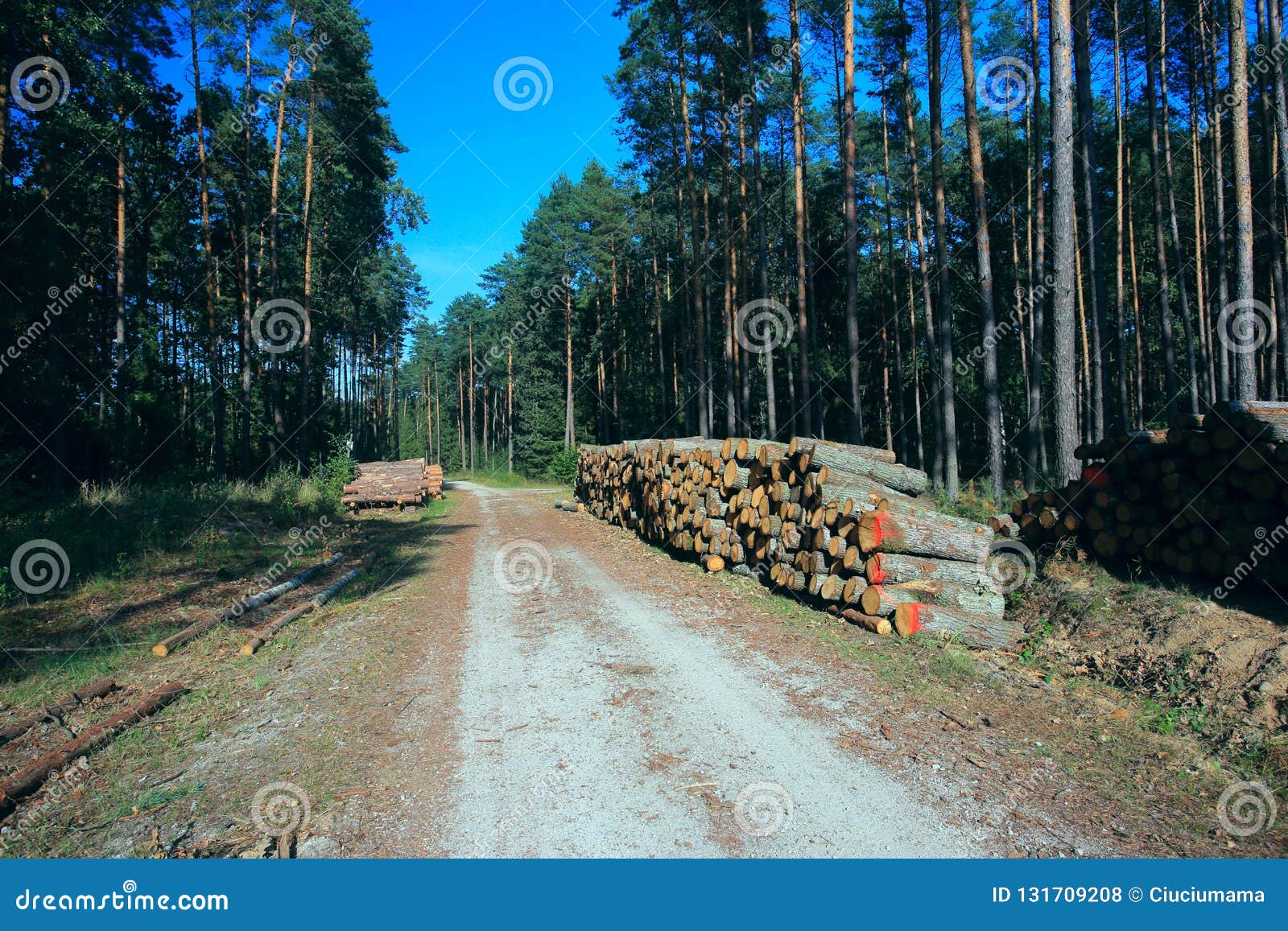 Stock of Timber in the Forest Stock Photo - Image of tree ...