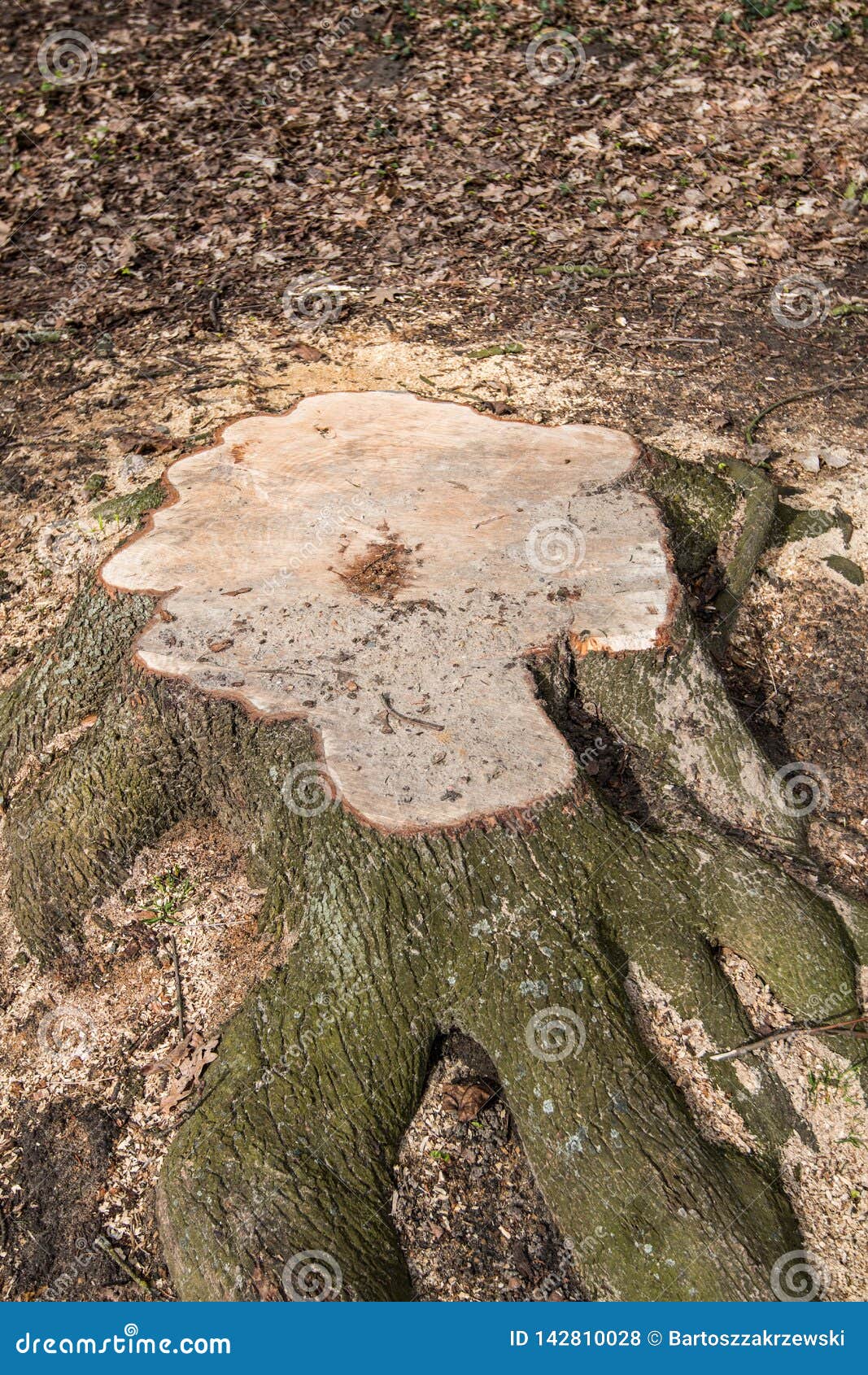 Stock of a Tree Stump in the Forest Stock Photo - Image of felling ...