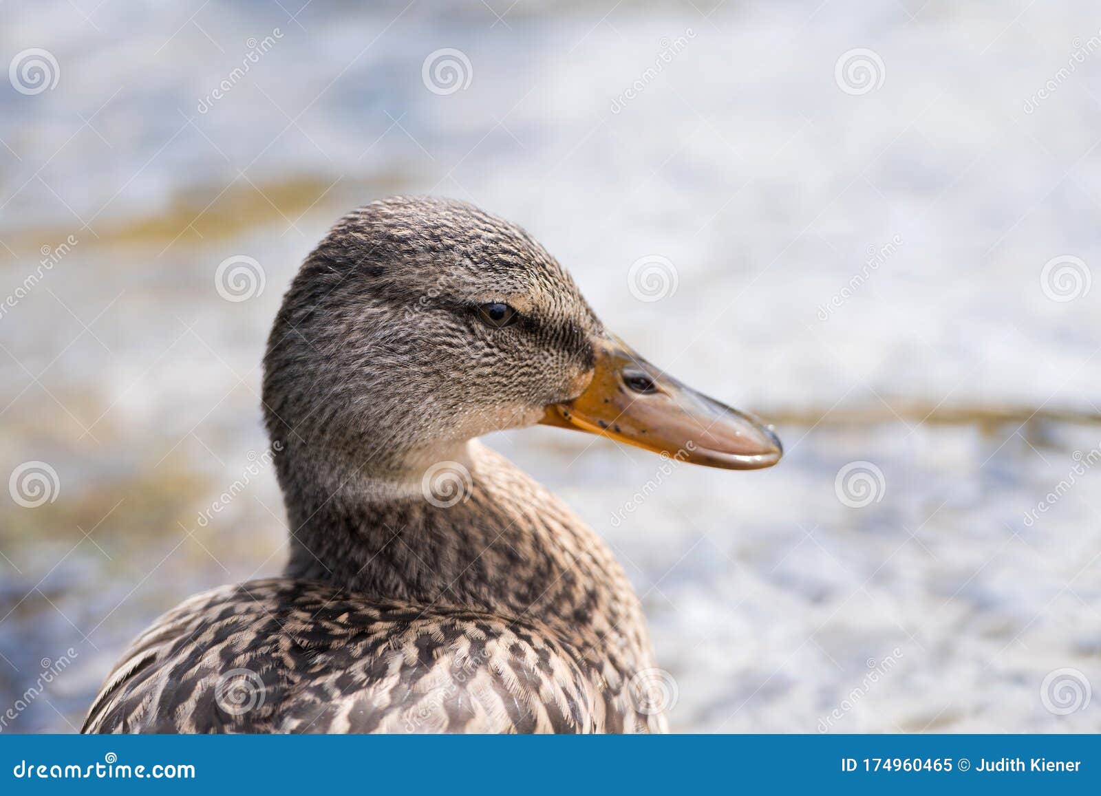 Mallard Duck Standing on the Bank Stock Image - Image of water, beak ...