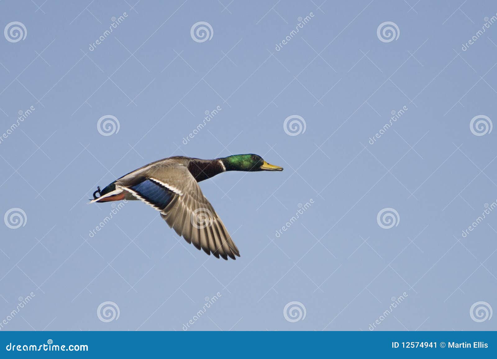 Stockenten-Ente im Flug stockbild. Bild von jagd, wasservögel - 12574941