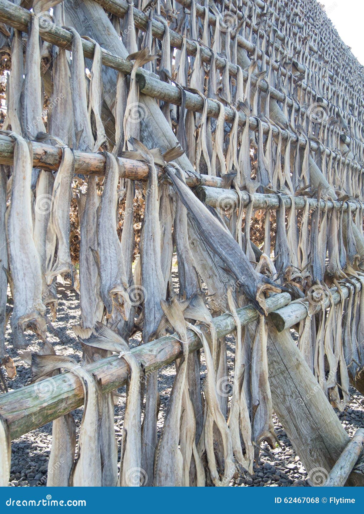 Stockfisch stockfoto. Bild von trocken, voll, gruppe - 62467068