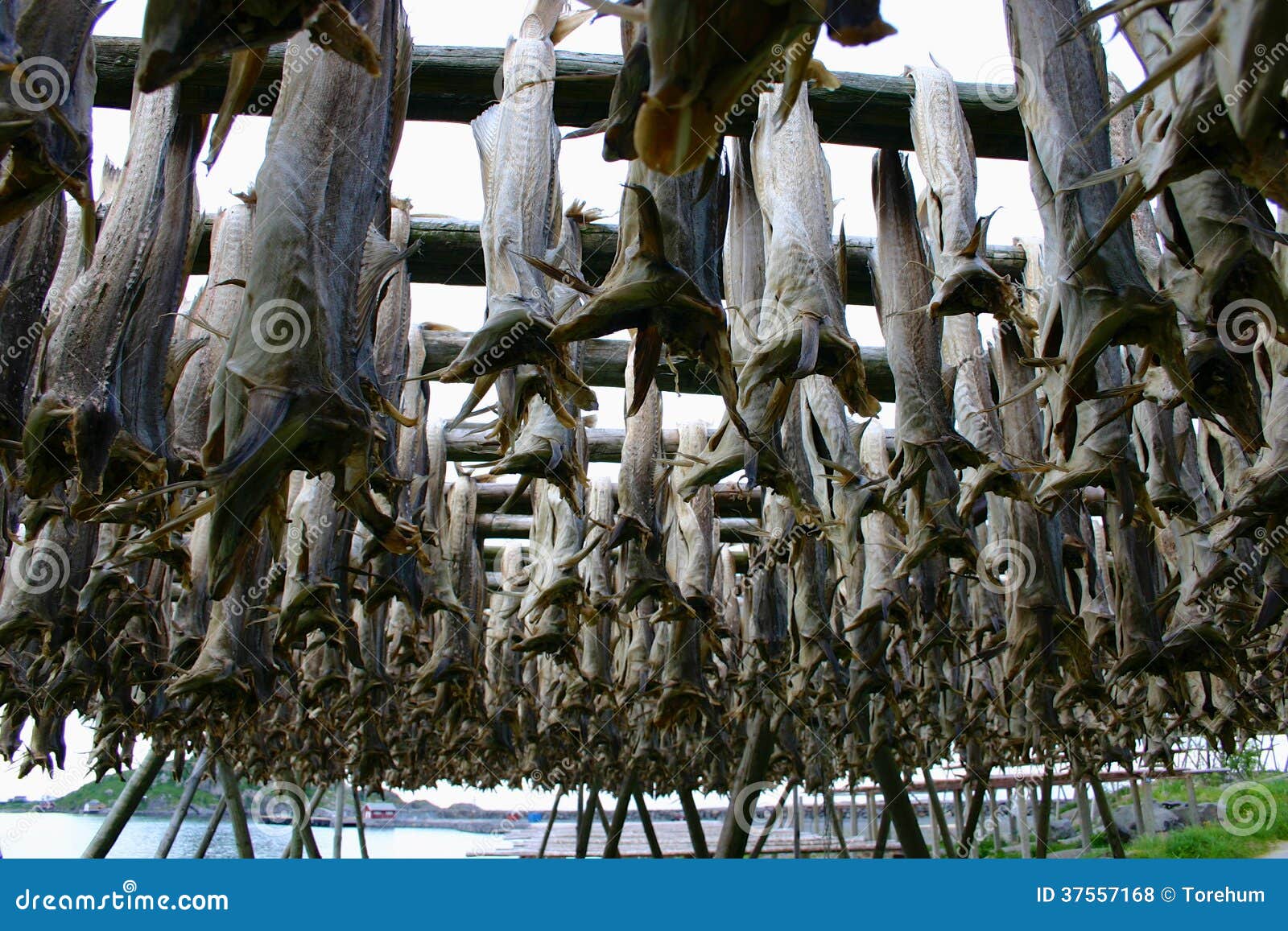 Stockfisch dans Lofoten photo stock. Image du pêche, arrêter - 37557168