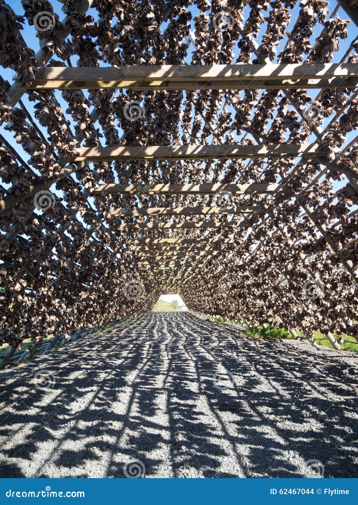 Stockfisch stock photo. Image of close, dried, large - 62467044