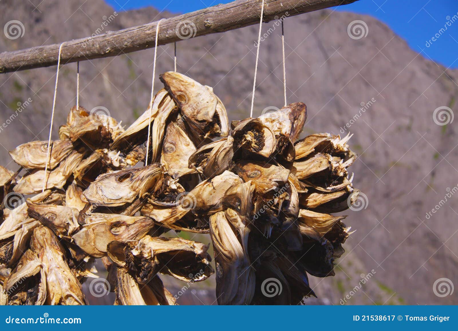 Stockfish stock image. Image of heads, lofoten, drying - 21538617