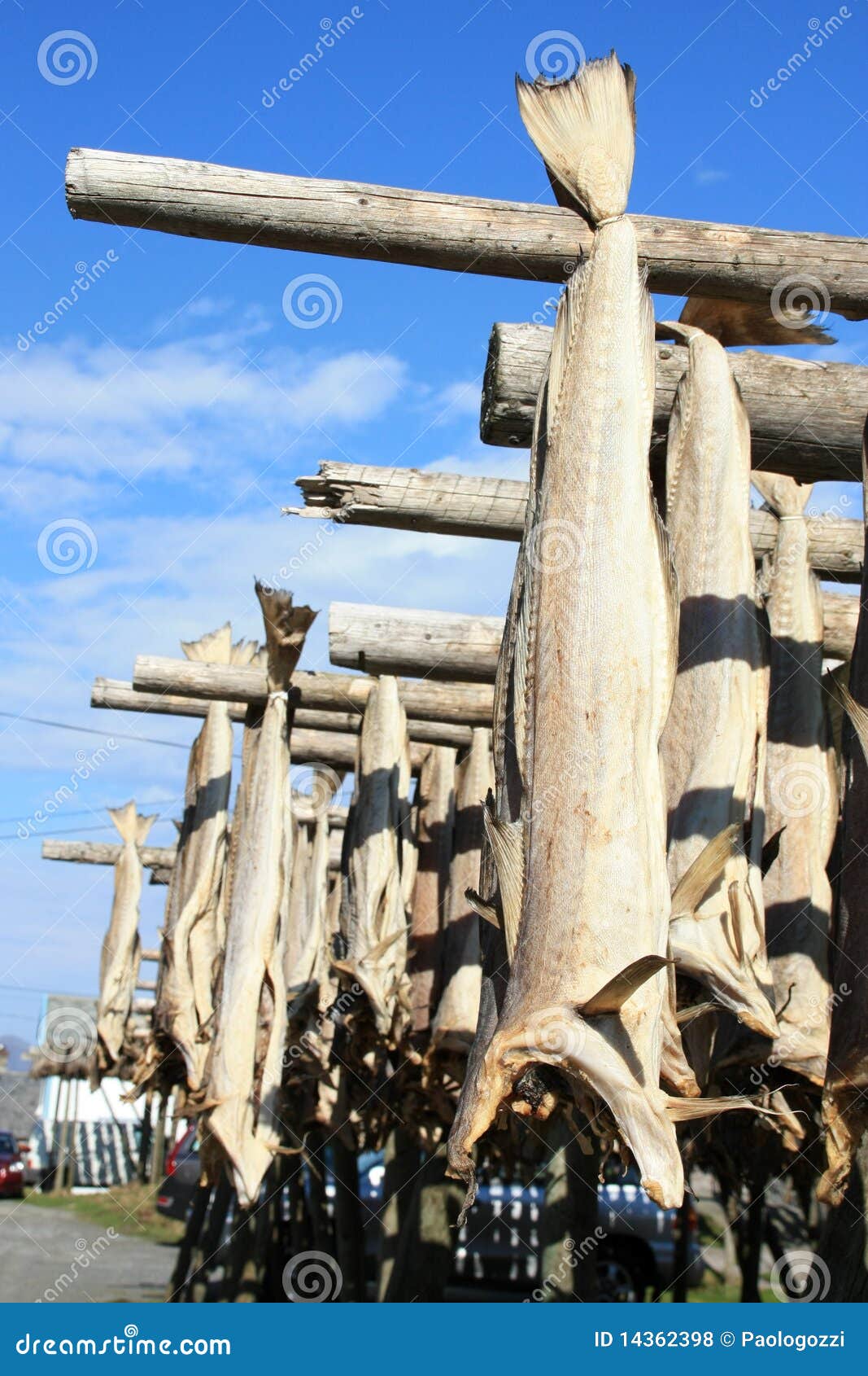 Stockfish Against the Lofoten Sky Stock Photo - Image of colours ...