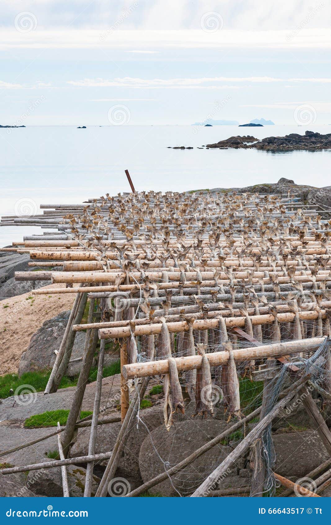Stockfish Drying at a Beach Stock Image - Image of fishery, fishing ...