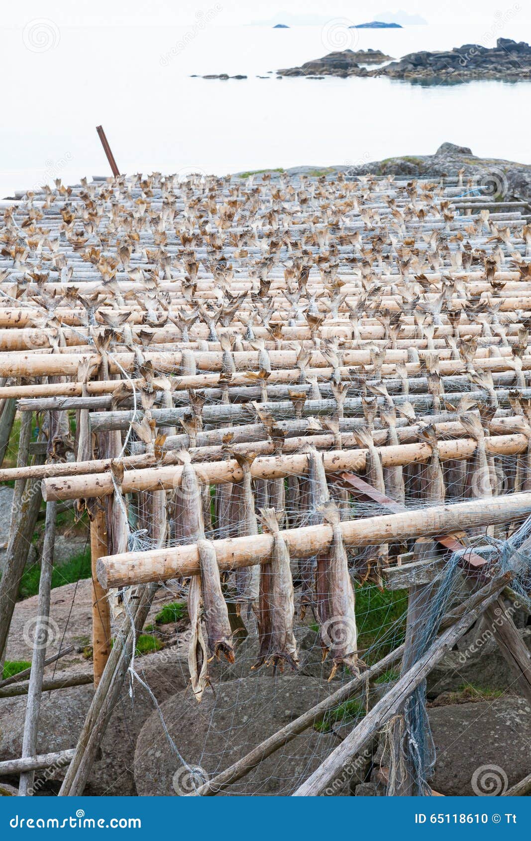 Stockfish Drying Outdoors on a Rack Stock Photo - Image of animal, cost ...