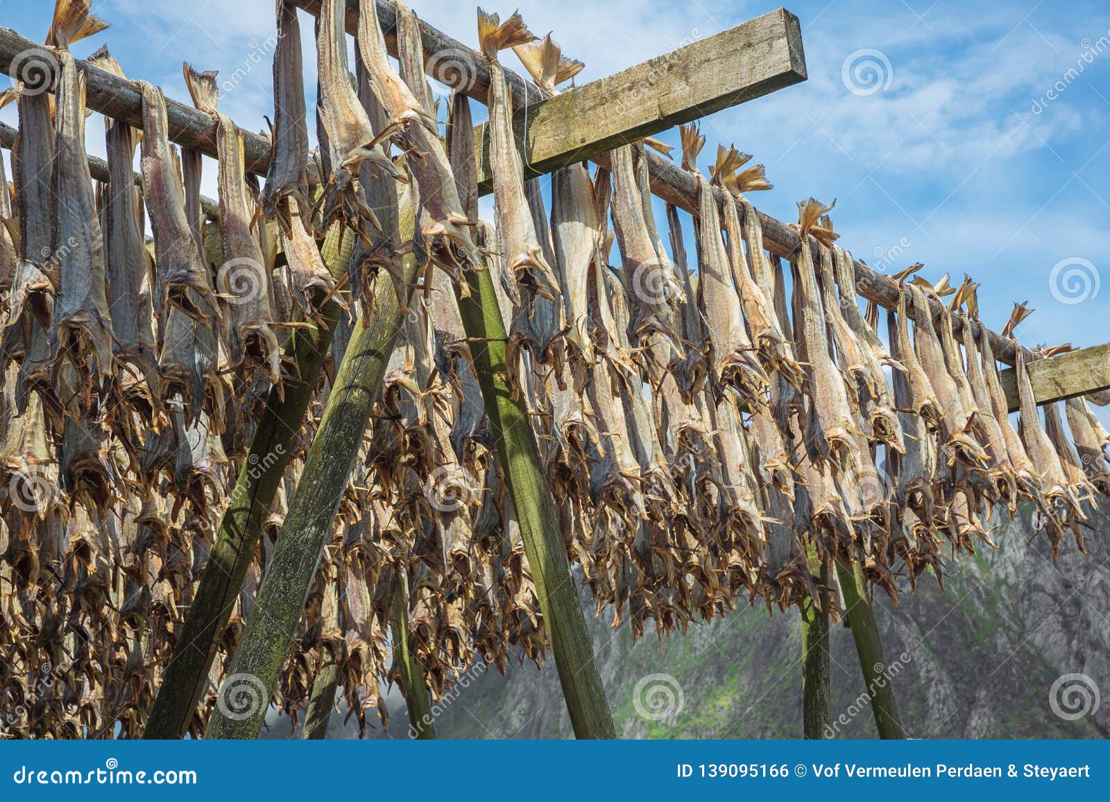 Stockfish drying on a rack stock photo. Image of rack - 139095166