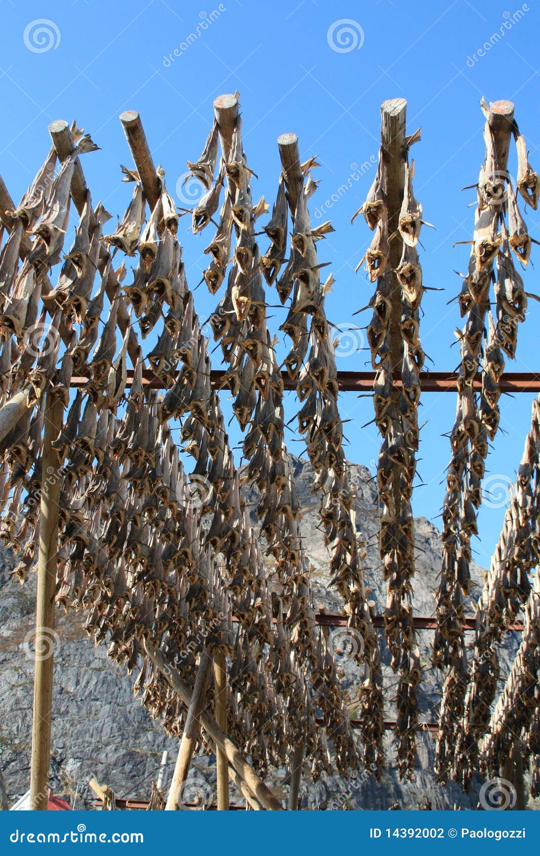 Stockfish Racks Against the Lofoten Sky Stock Photo - Image of line ...