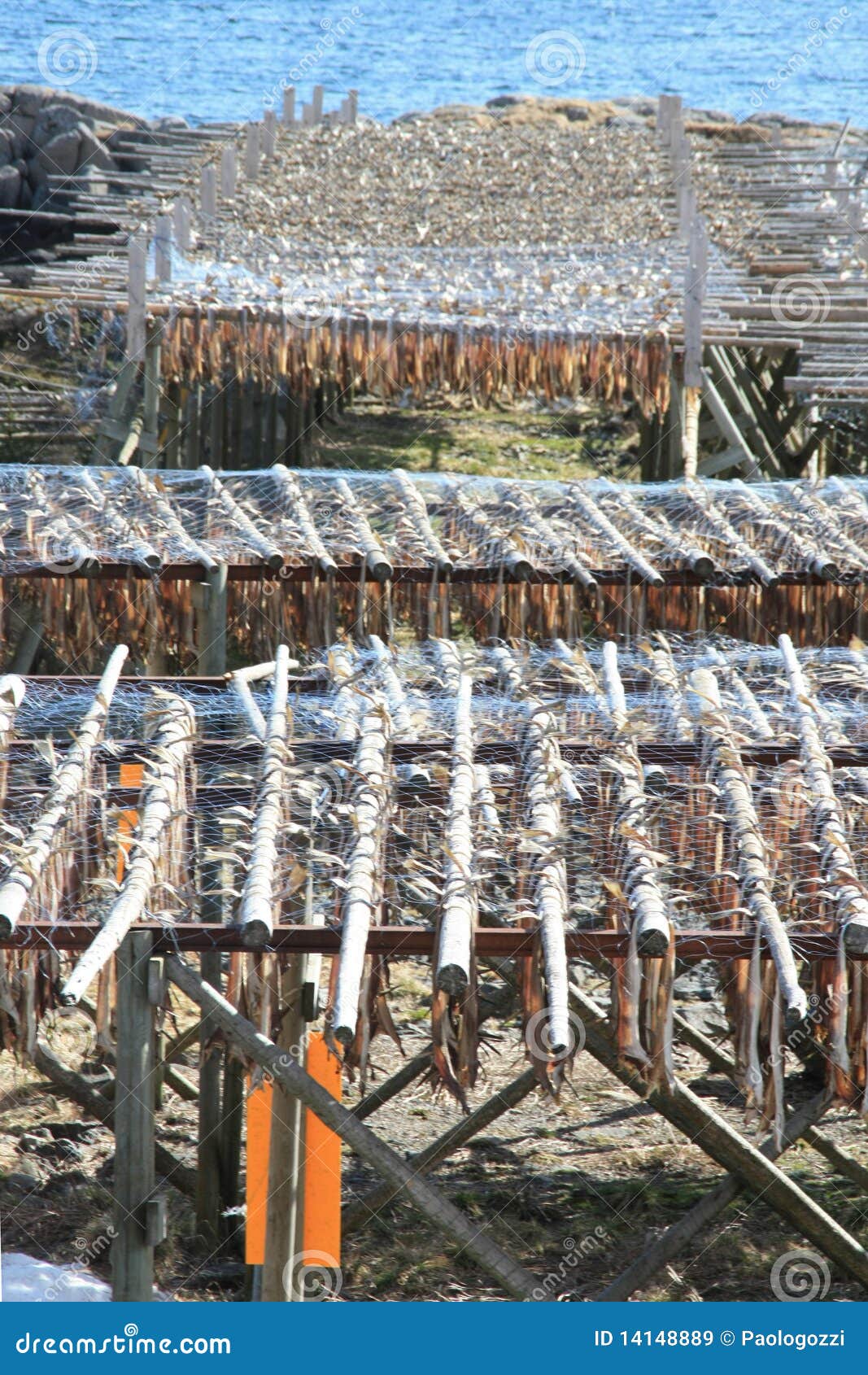 Stockfish Racks in Ballstad Stock Image - Image of kitchen, life: 14148889