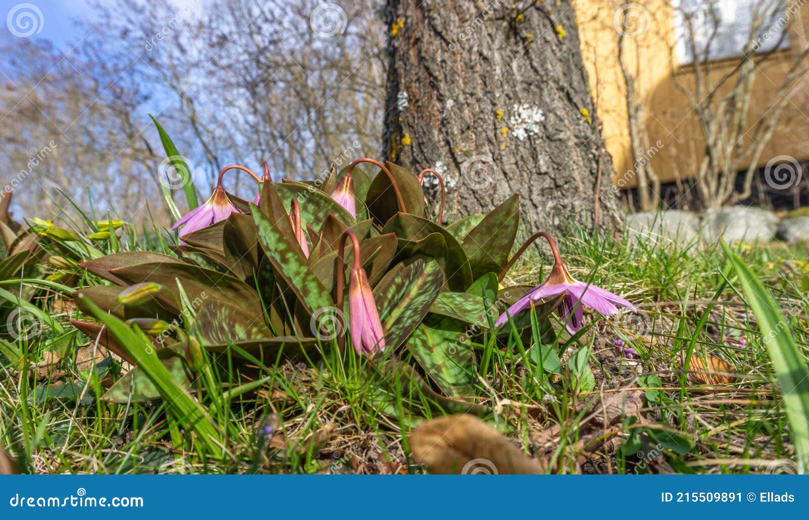 Stockholm, Sweden - April 6, 2021: First Signs of the Spring with Lilac ...