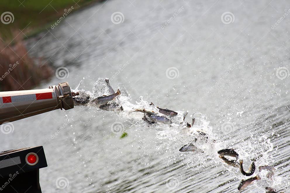 Stocking the lake stock image. Image of outdoors, pond - 21026619