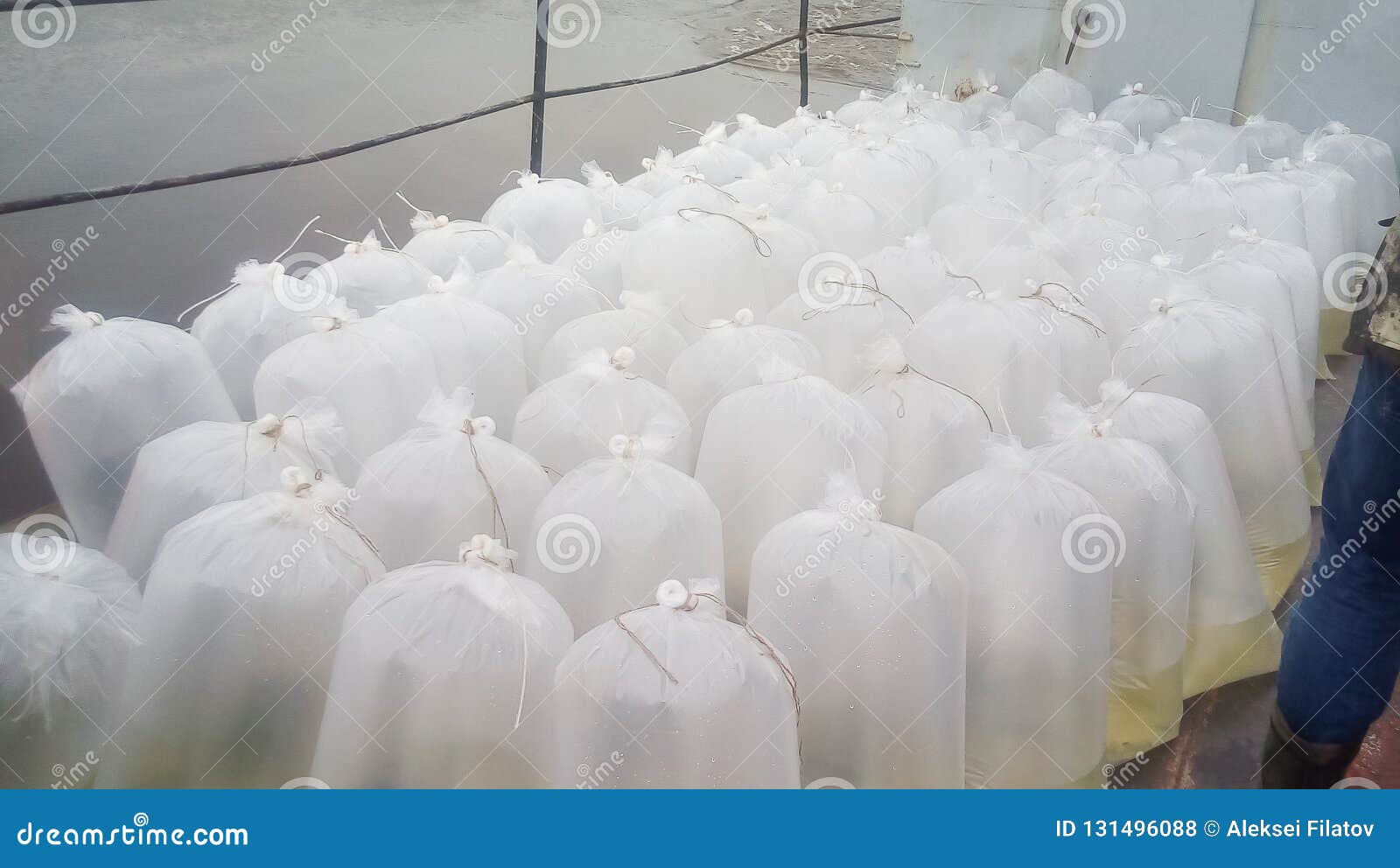 Fish stocking of the river stock photo. Image of nature - 131496088