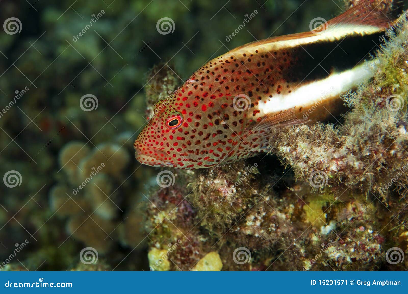Stocky Hawk Fish stock image. Image of marine, wild, hawaii - 15201571