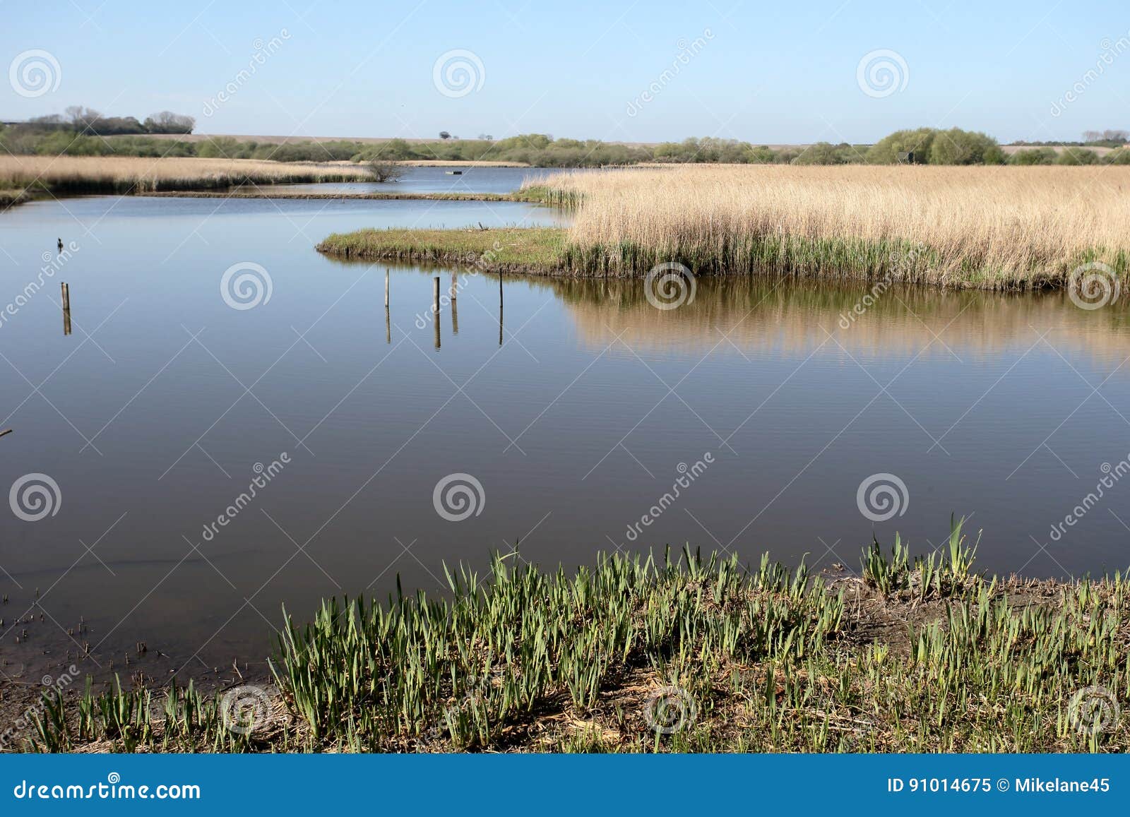Stodmarsh National Nature Reserve Stock Image - Image of national ...