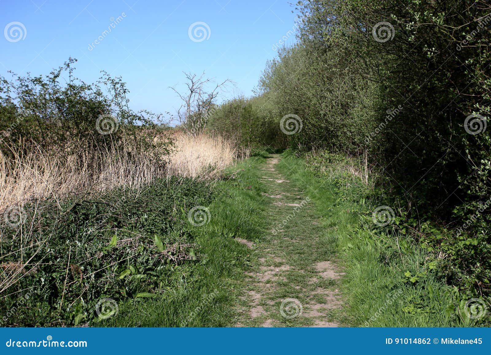Stodmarsh National Nature Reserve Stock Photo - Image of wetland ...