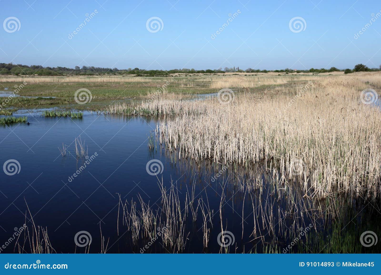Stodmarsh National Nature Reserve Stock Image - Image of floodplain ...
