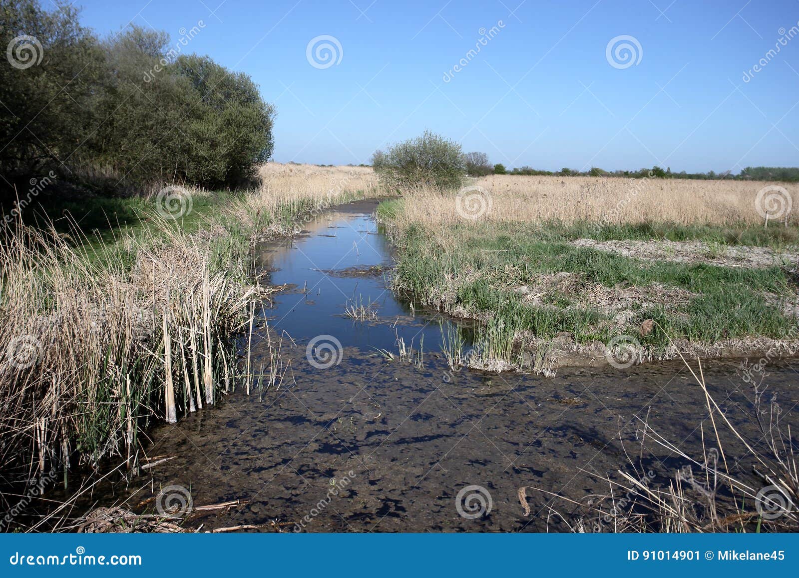 Stodmarsh National Nature Reserve Stock Image - Image of reeds ...