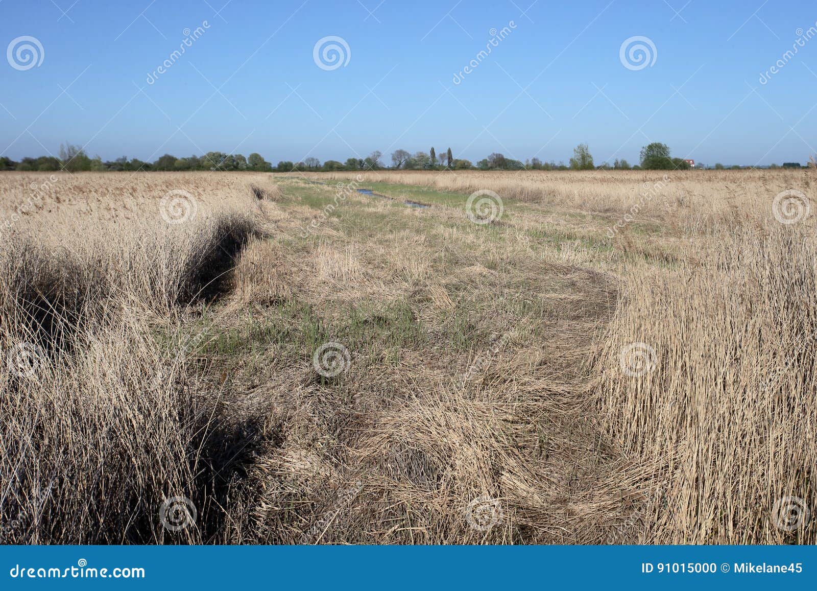 Stodmarsh National Nature Reserve Stock Photo - Image of savanna, reeds ...