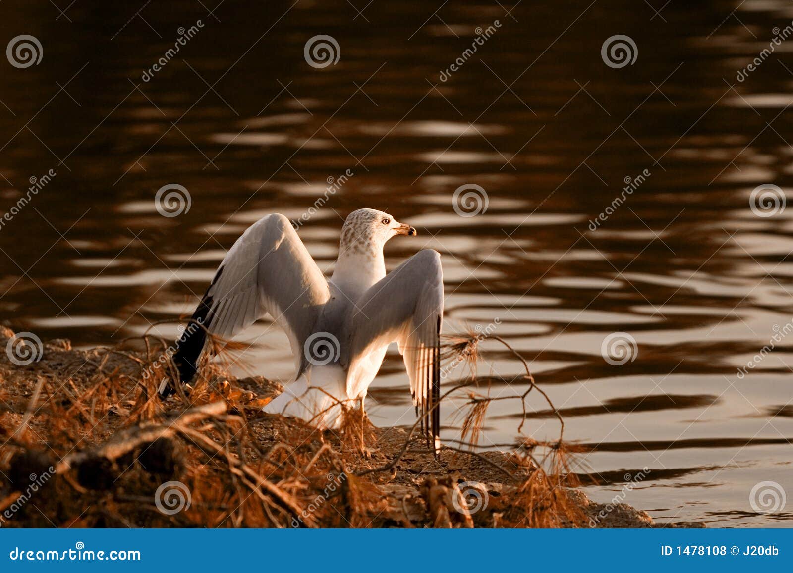 Stoic bird stock photo. Image of wings, looking, stoic - 1478108