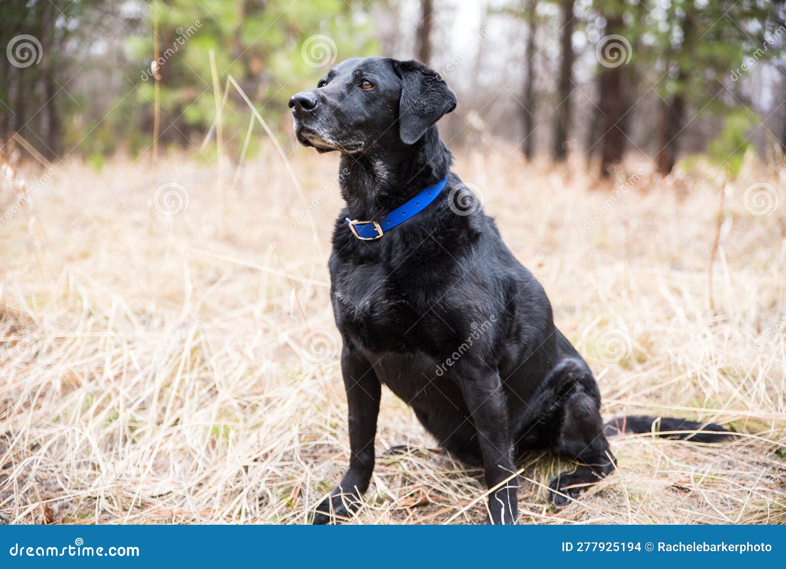Stoic Black Lab in Forest stock photo. Image of nature - 277925194