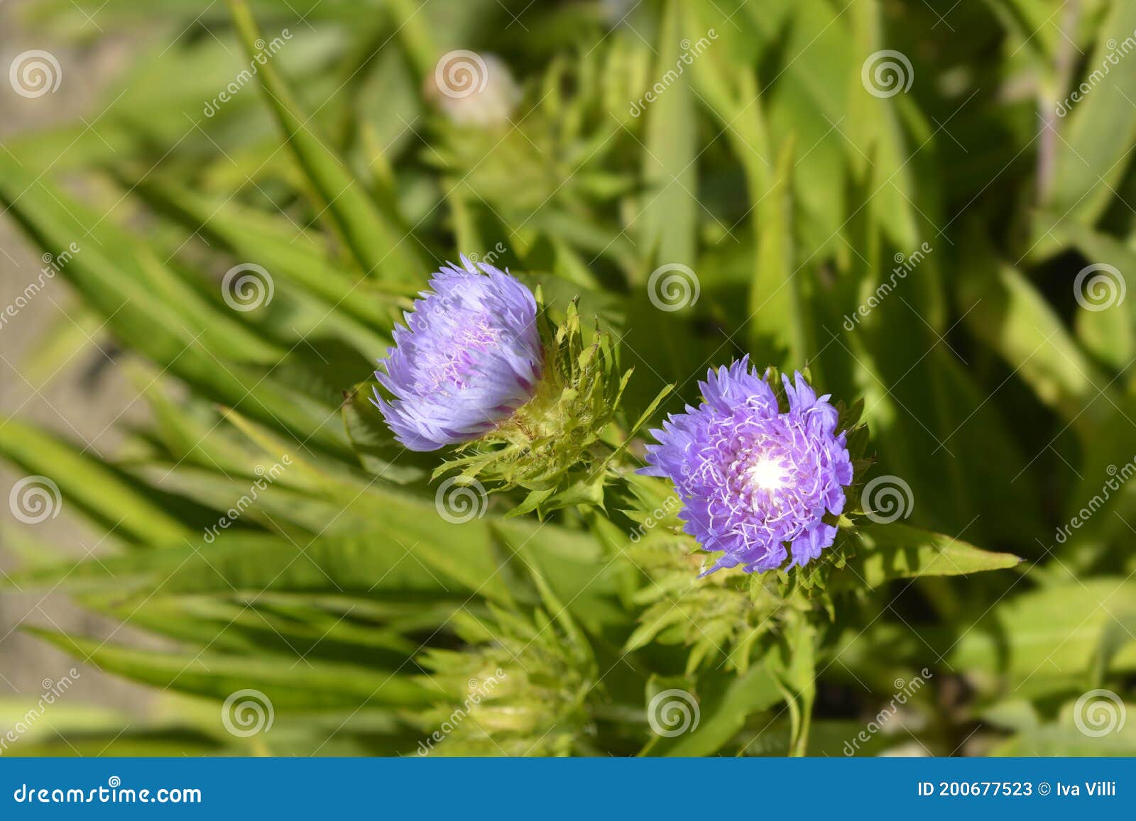 Stokes aster stock image. Image of nature, laevis, stokesia - 200677523