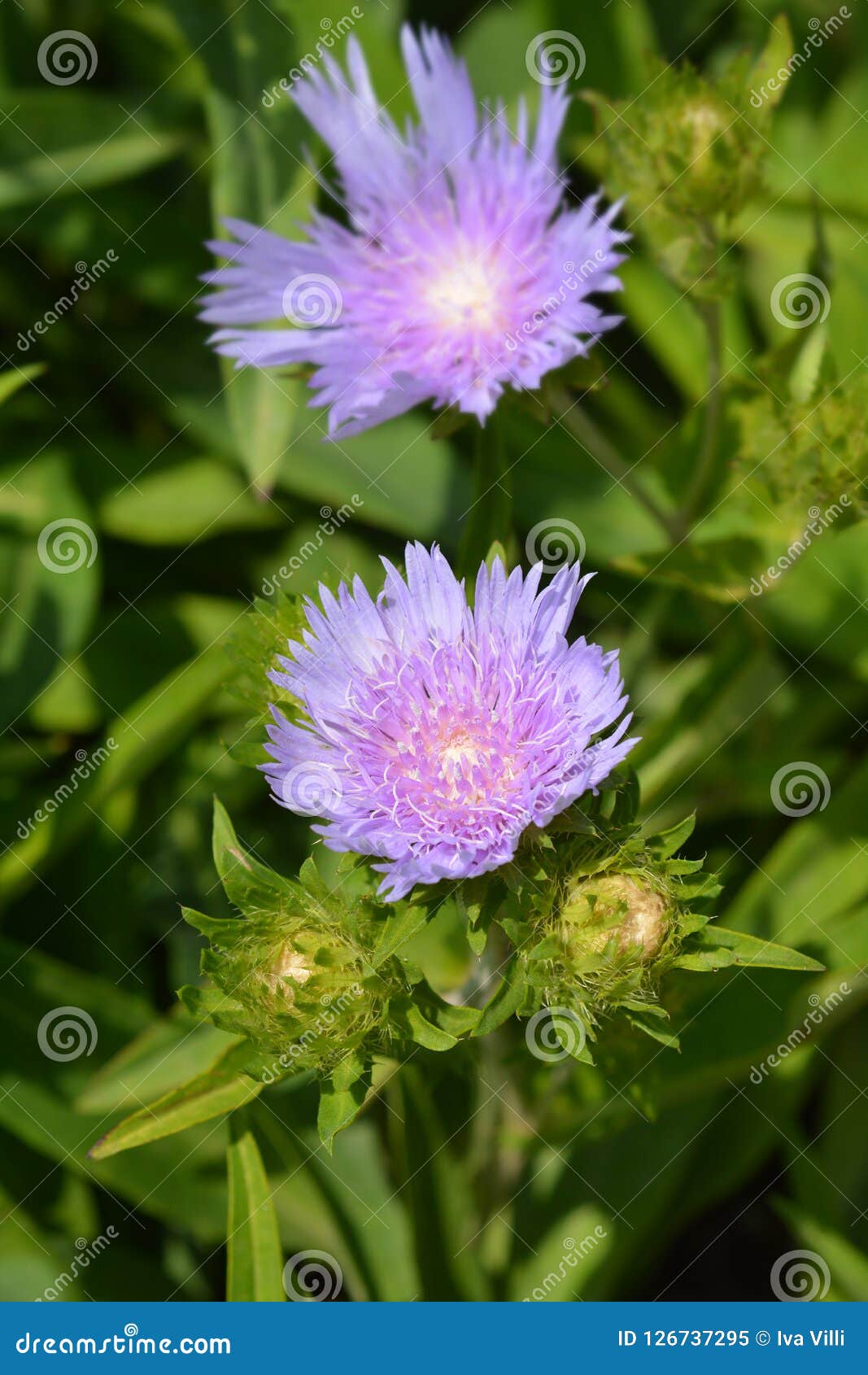 Stokes aster stock image. Image of leaf, nature, stokes - 126737295