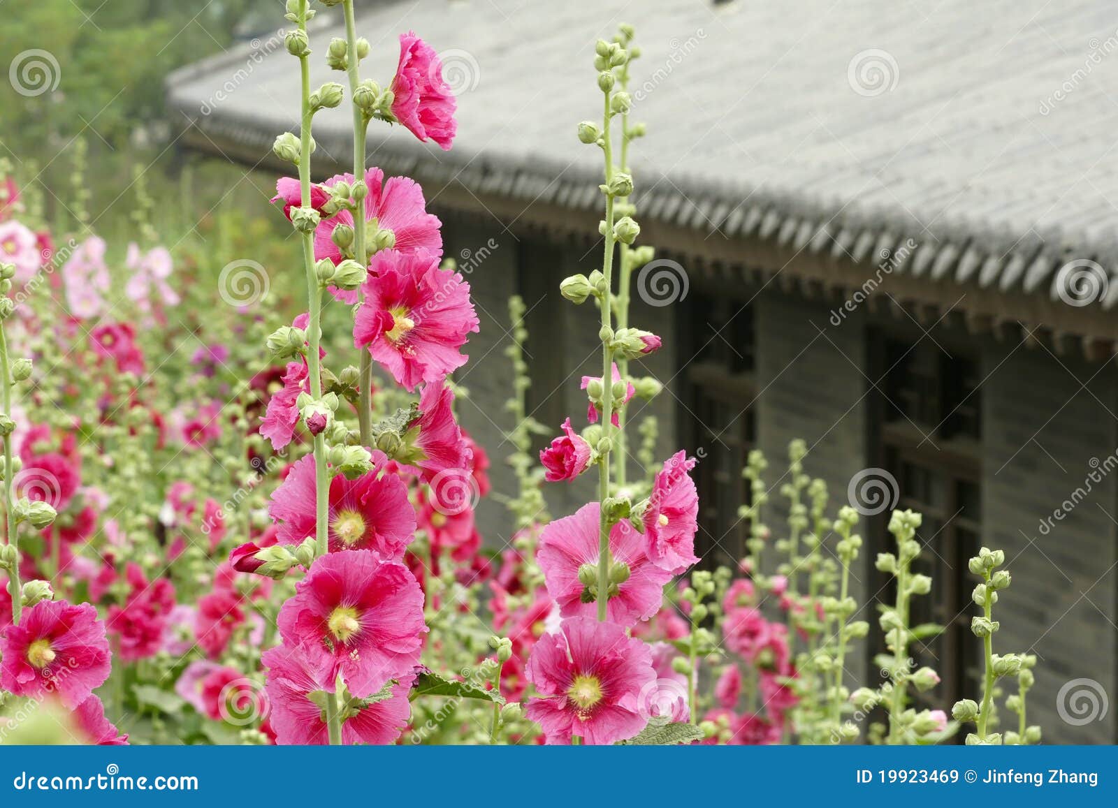 Stokroos stock afbeelding. Image of bloei, wildbloem - 19923469