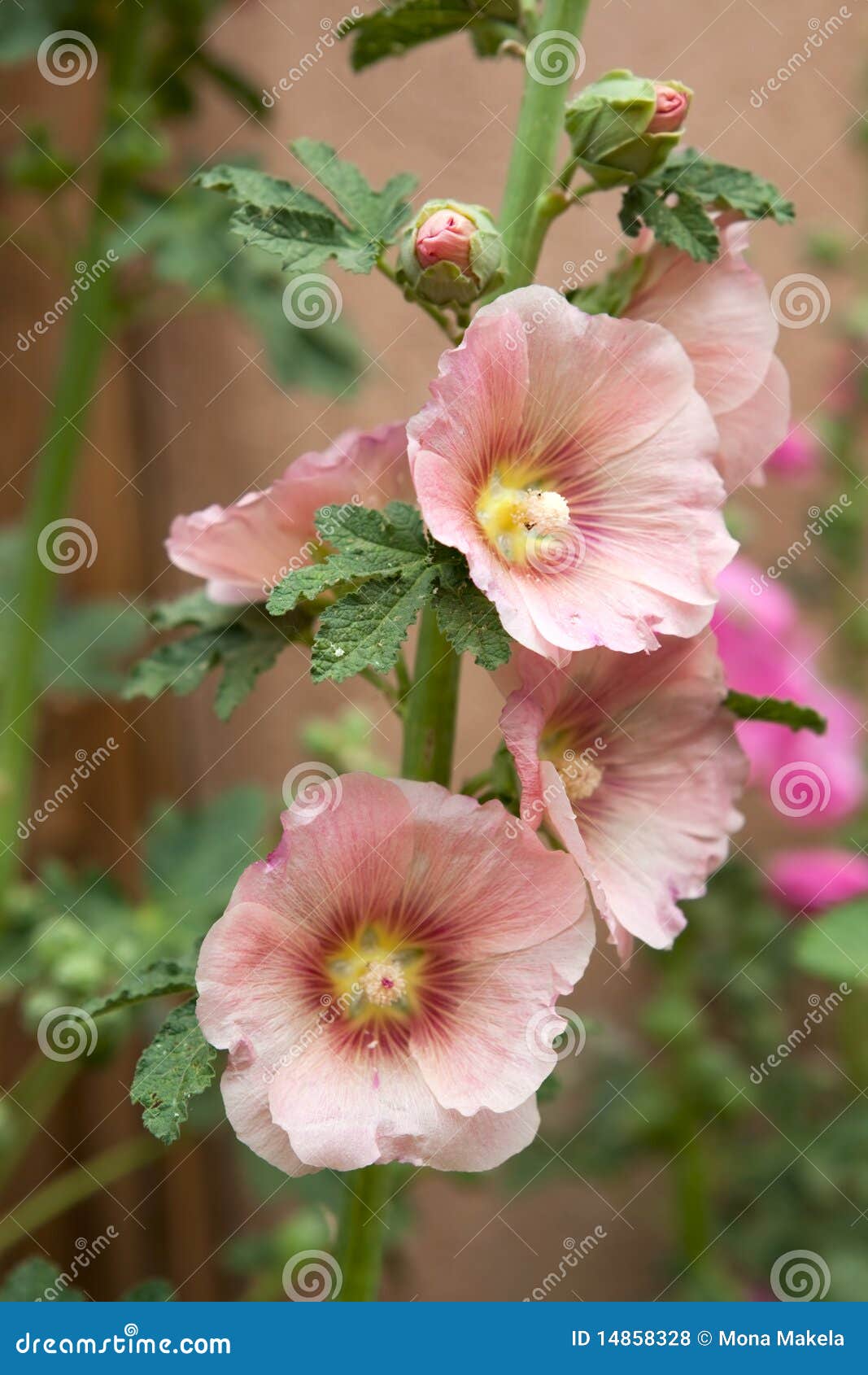 Stokrozen stock foto. Image of flora, eeuwigdurend, knoppen - 14858328