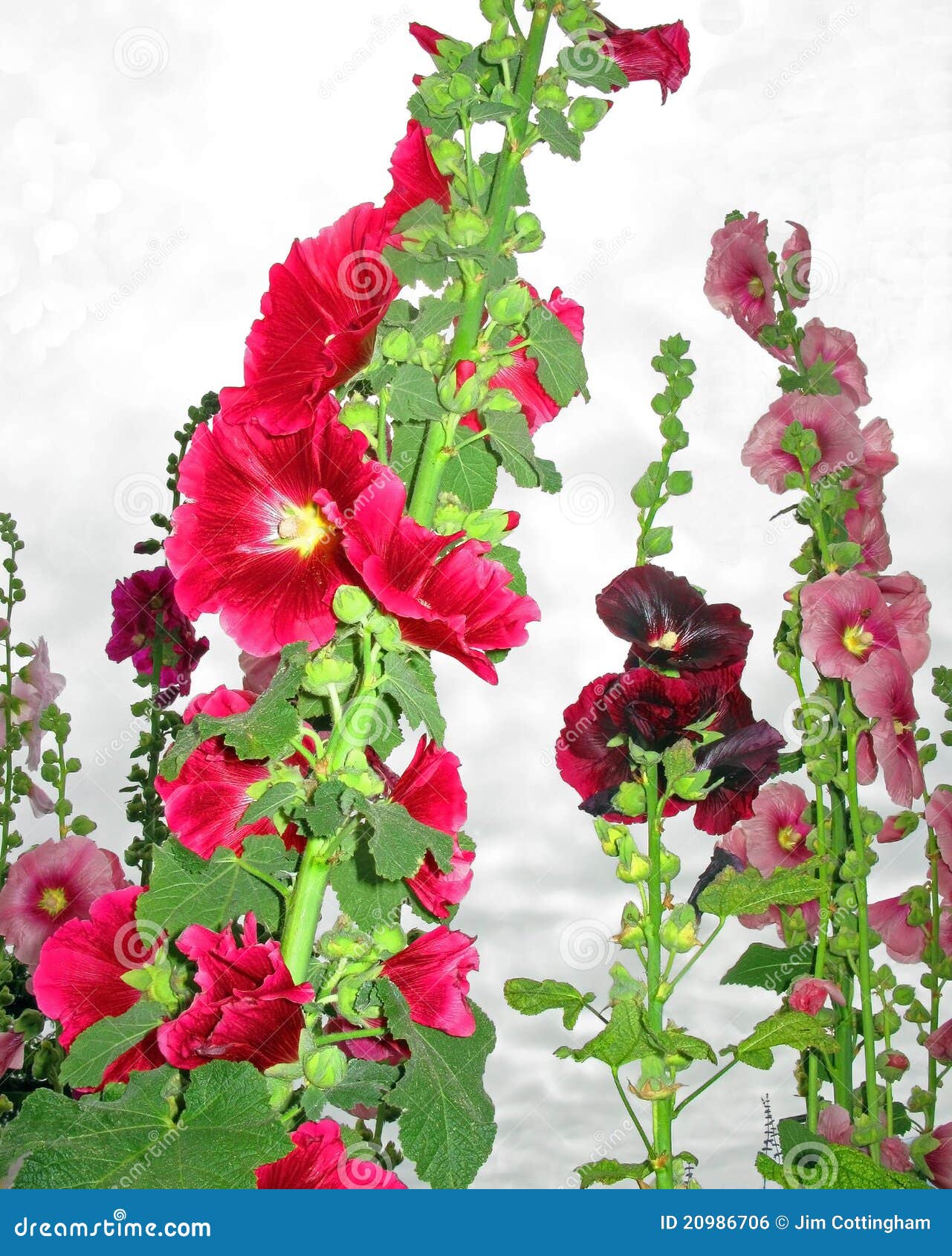 Stokrozen stock foto. Image of tuin, stammen, bloesem - 20986706