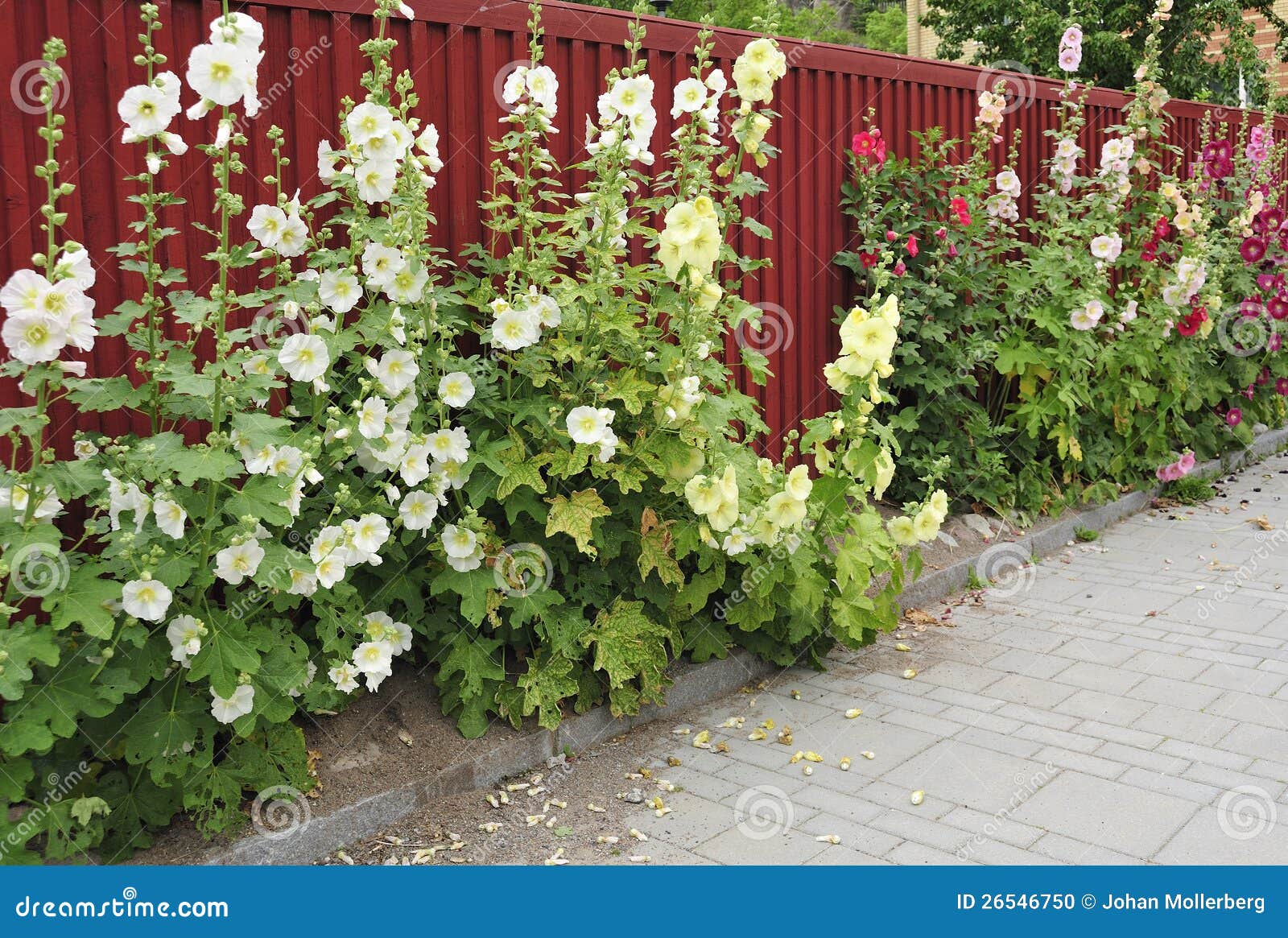 Stokrozen stock foto. Image of mening, stokroos, muur - 26546750