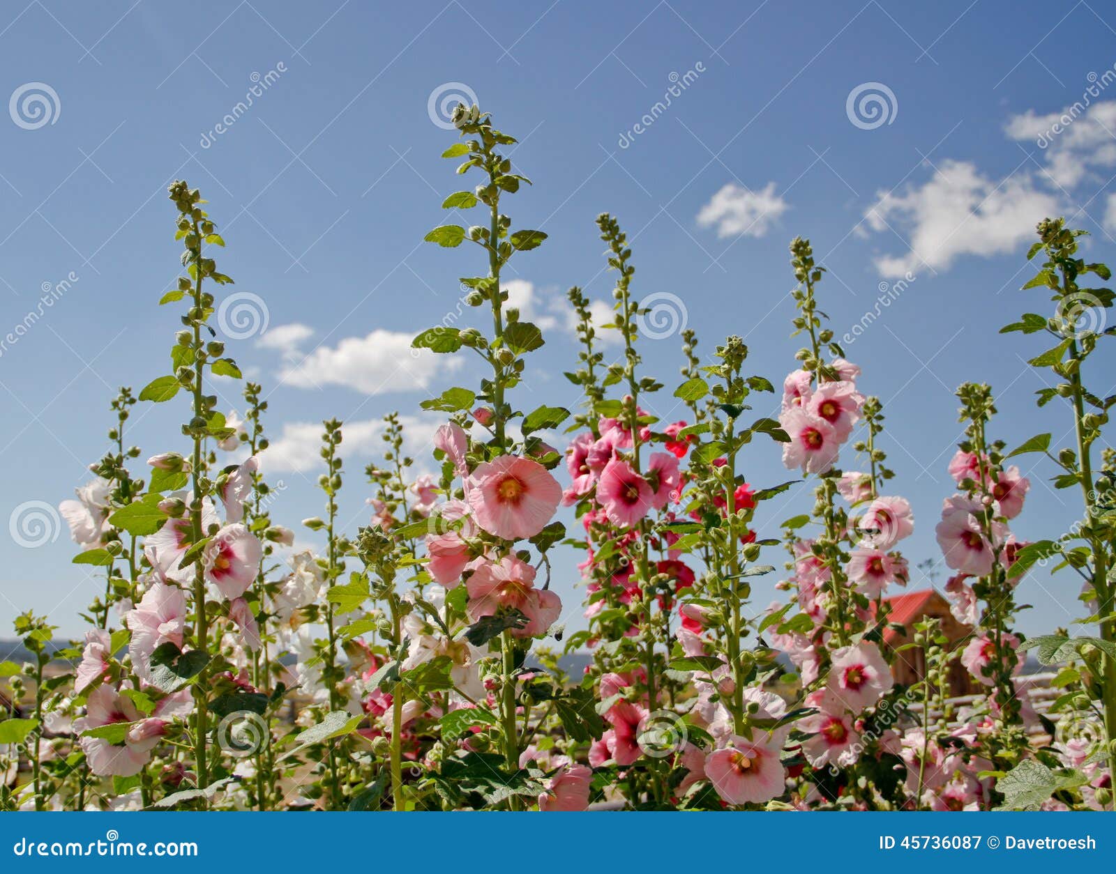 Stokrozen Tegen Bewolkte Blauwe Horizon Stock Afbeelding - Image of ...