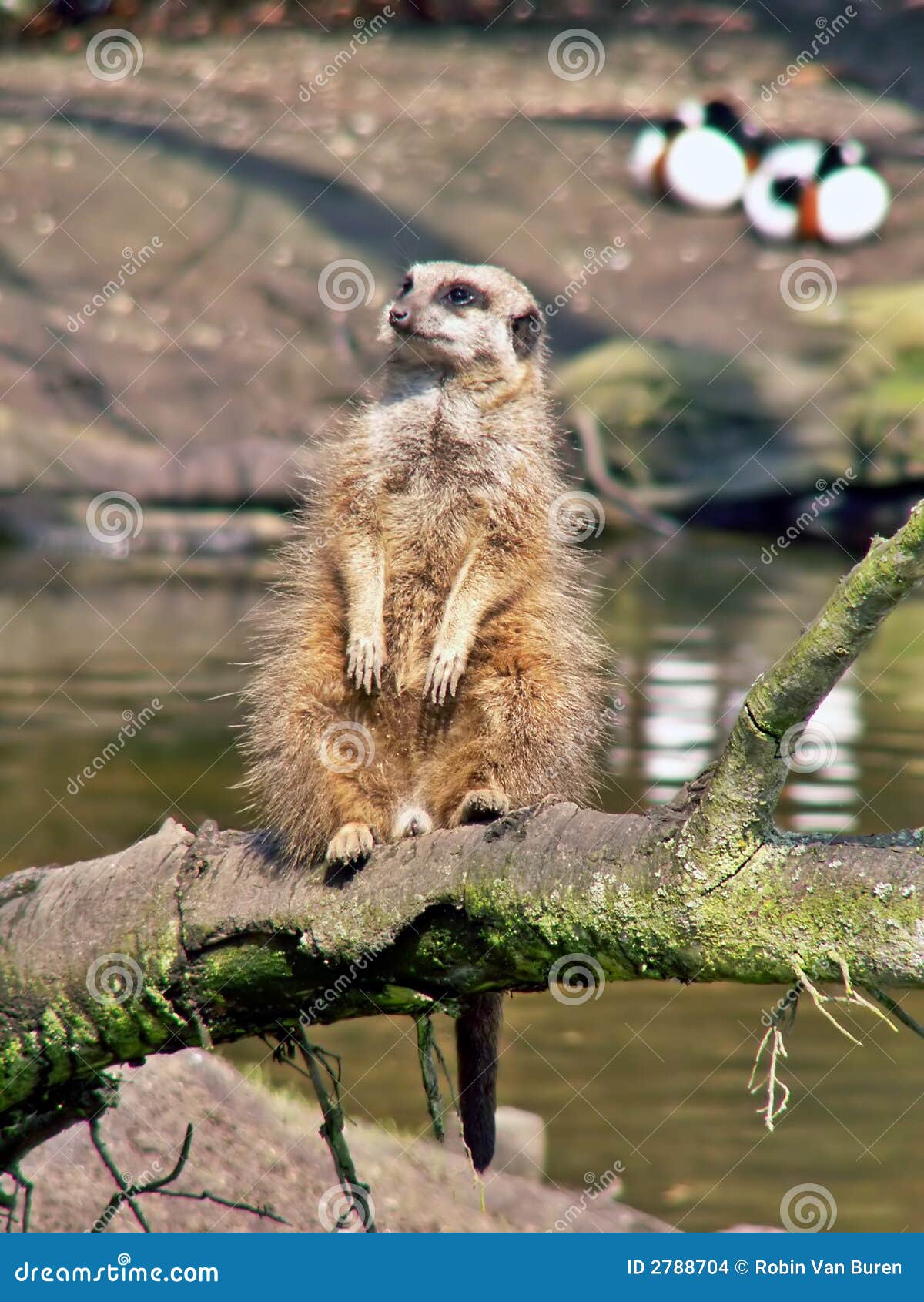 Stokstaart - sticktail stock photo. Image of wildlife - 2788704