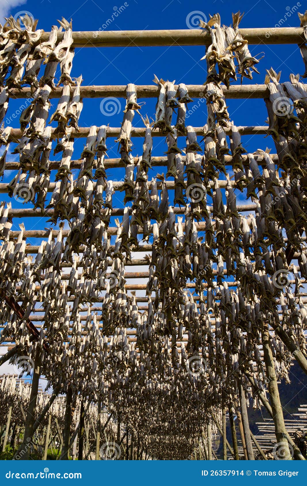 Stokvis stock foto. Image of kabeljauw, noorwegen, visserij - 26357914