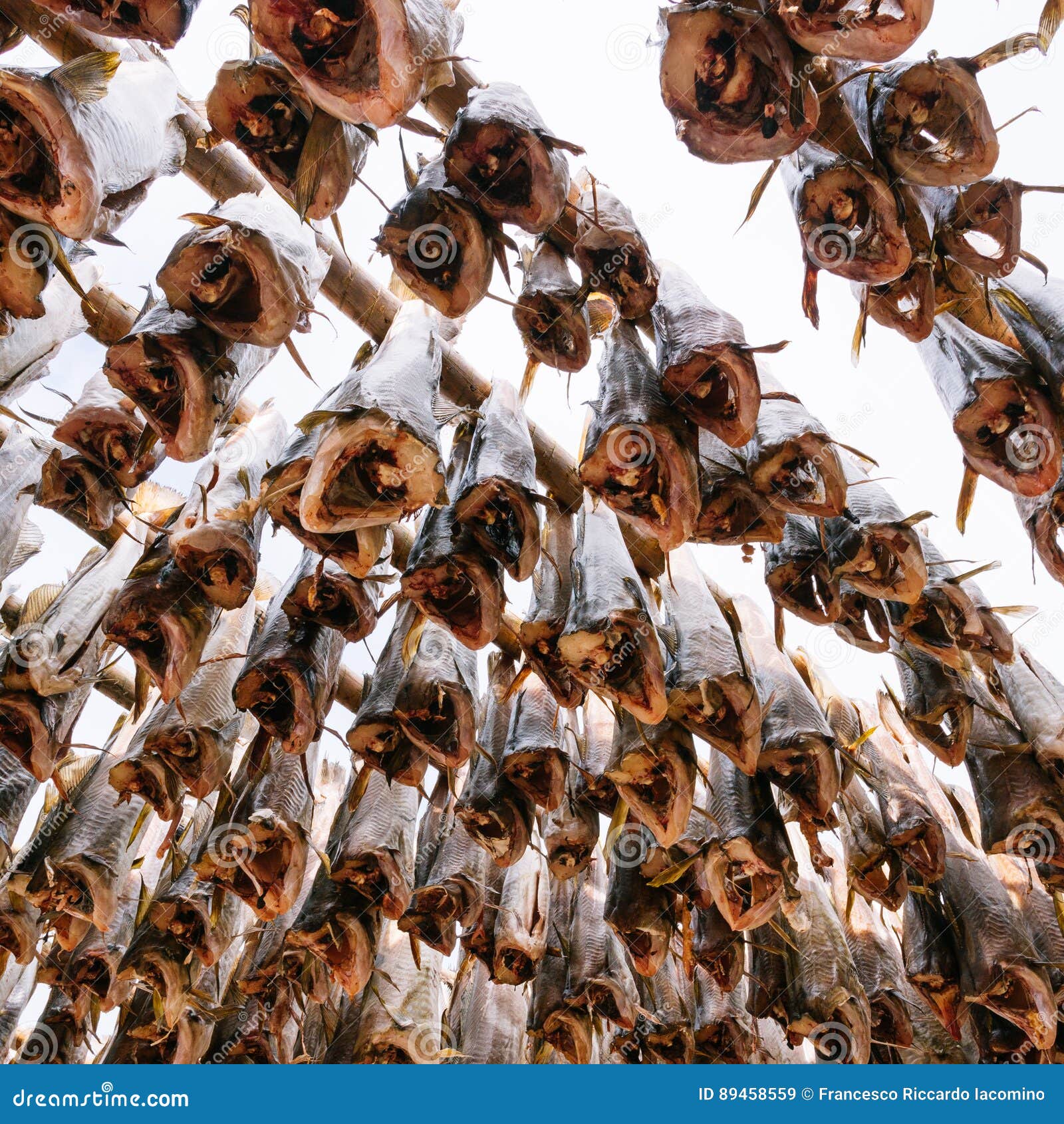 Stokvis in Lofoten stock afbeelding. Image of visser - 89458559