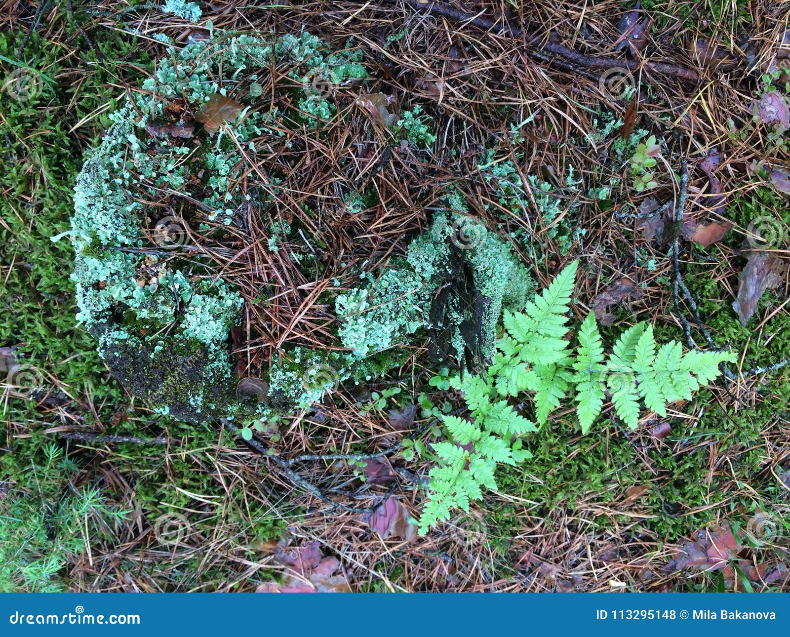 Young Fern Bush and a Stump Covered with Moss Stock Photo - Image of ... Young Fern Bush and a Stump Covered with Moss Stock Photo - Image of ...