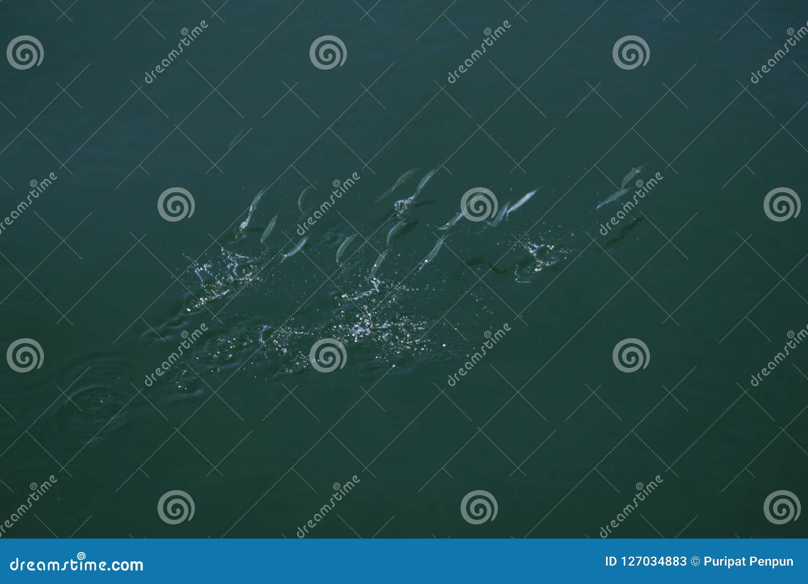 Stolephorus Jumping from the Water. Stock Image - Image of closeup ...