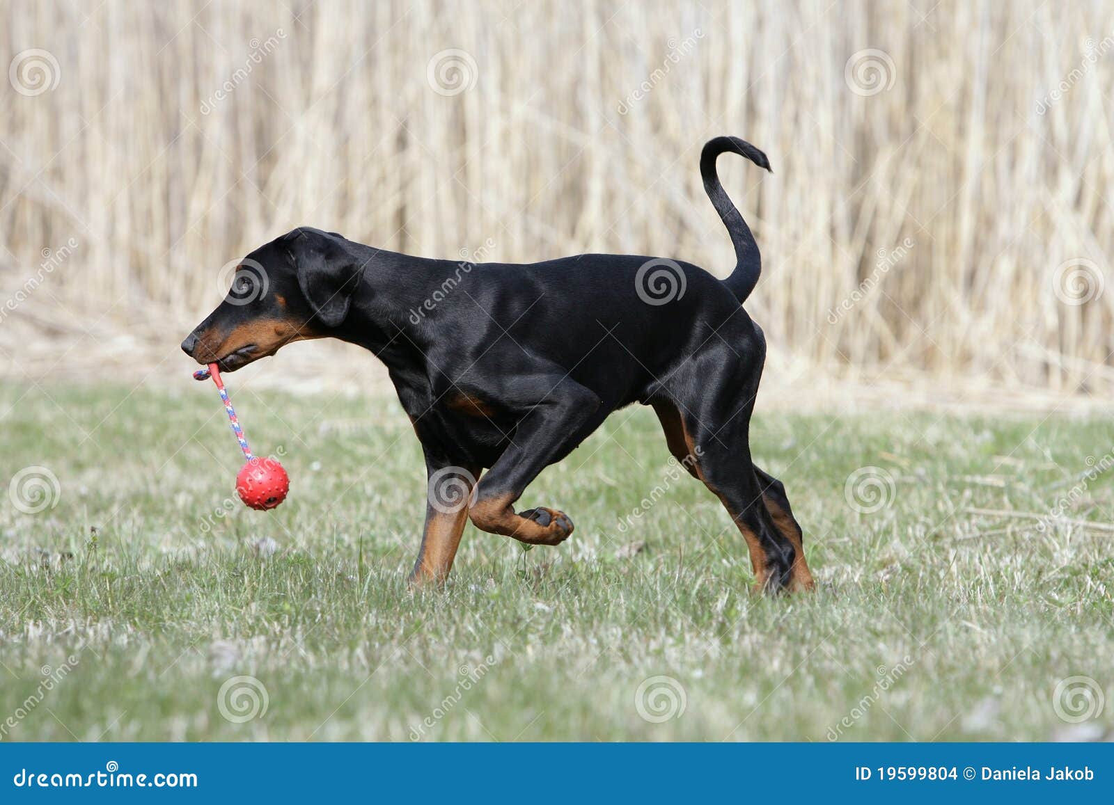 Stolt valp för doberman arkivfoto. Bild av uppfostrande - 19599804