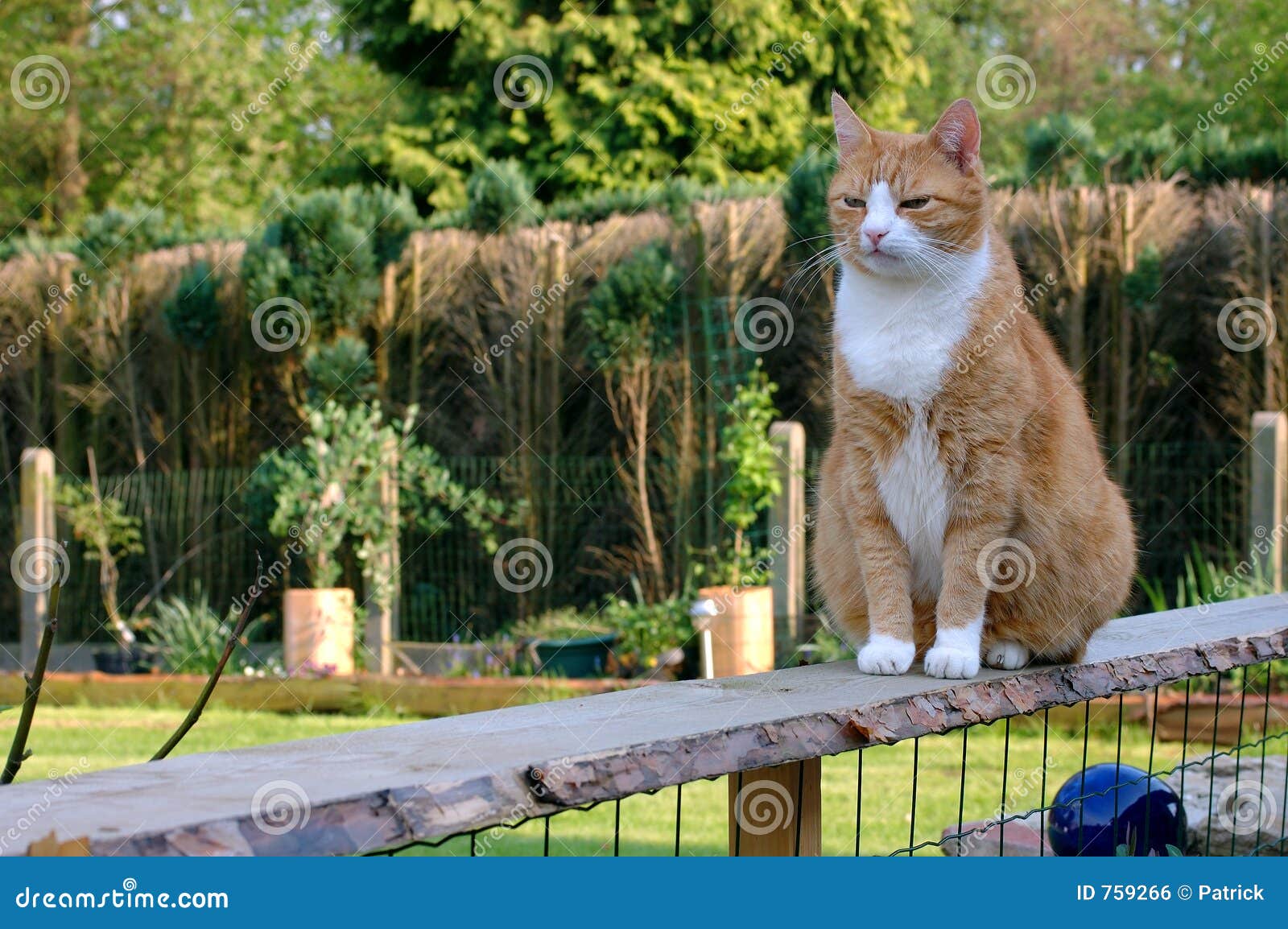 Stolze Katze Stock-Fotos - Laden Sie 146 Royalty-Free Fotos herunter