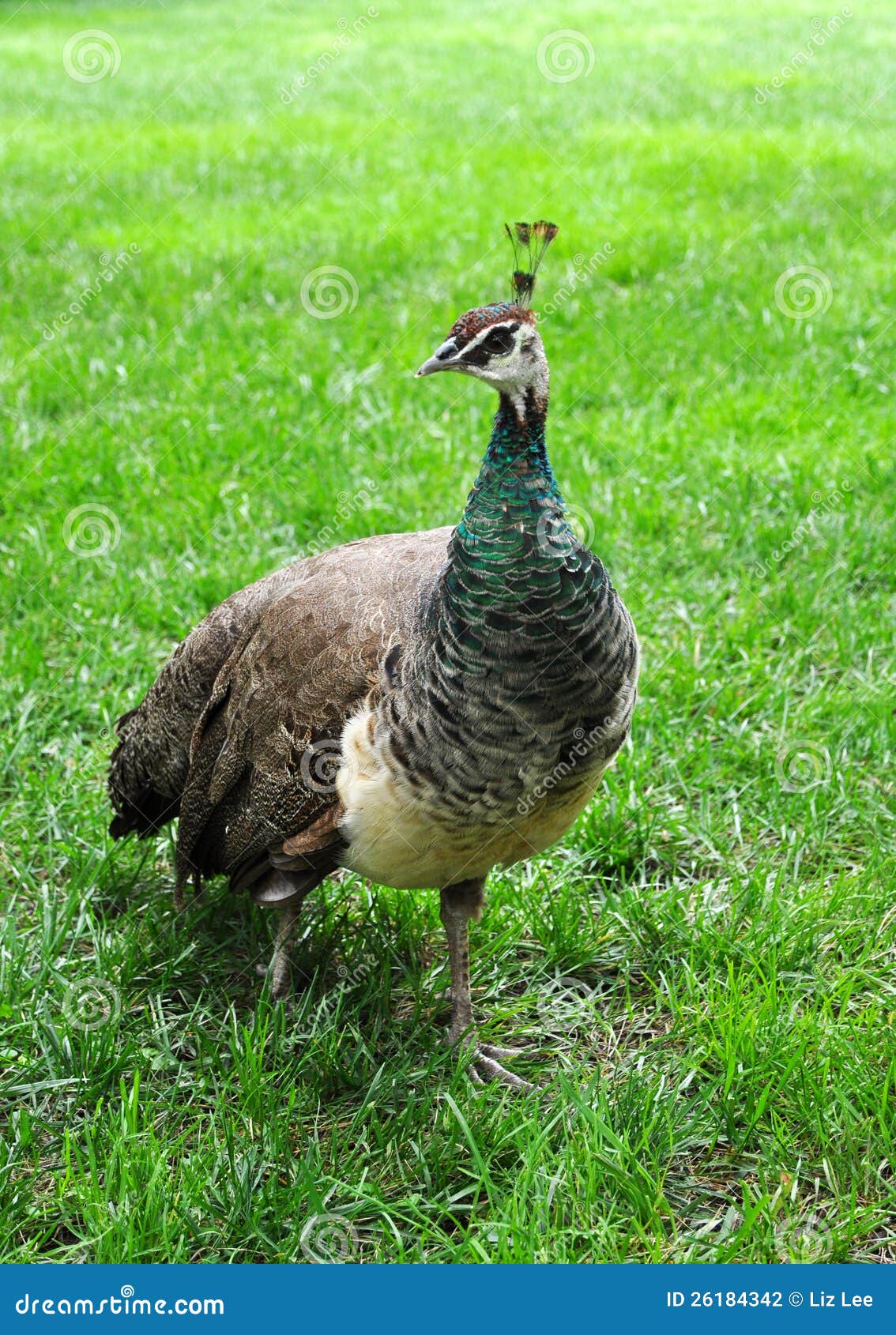 Stolzer Weiblicher Pfau Auf Grün Stockfoto - Bild von voll, augen: 26184342