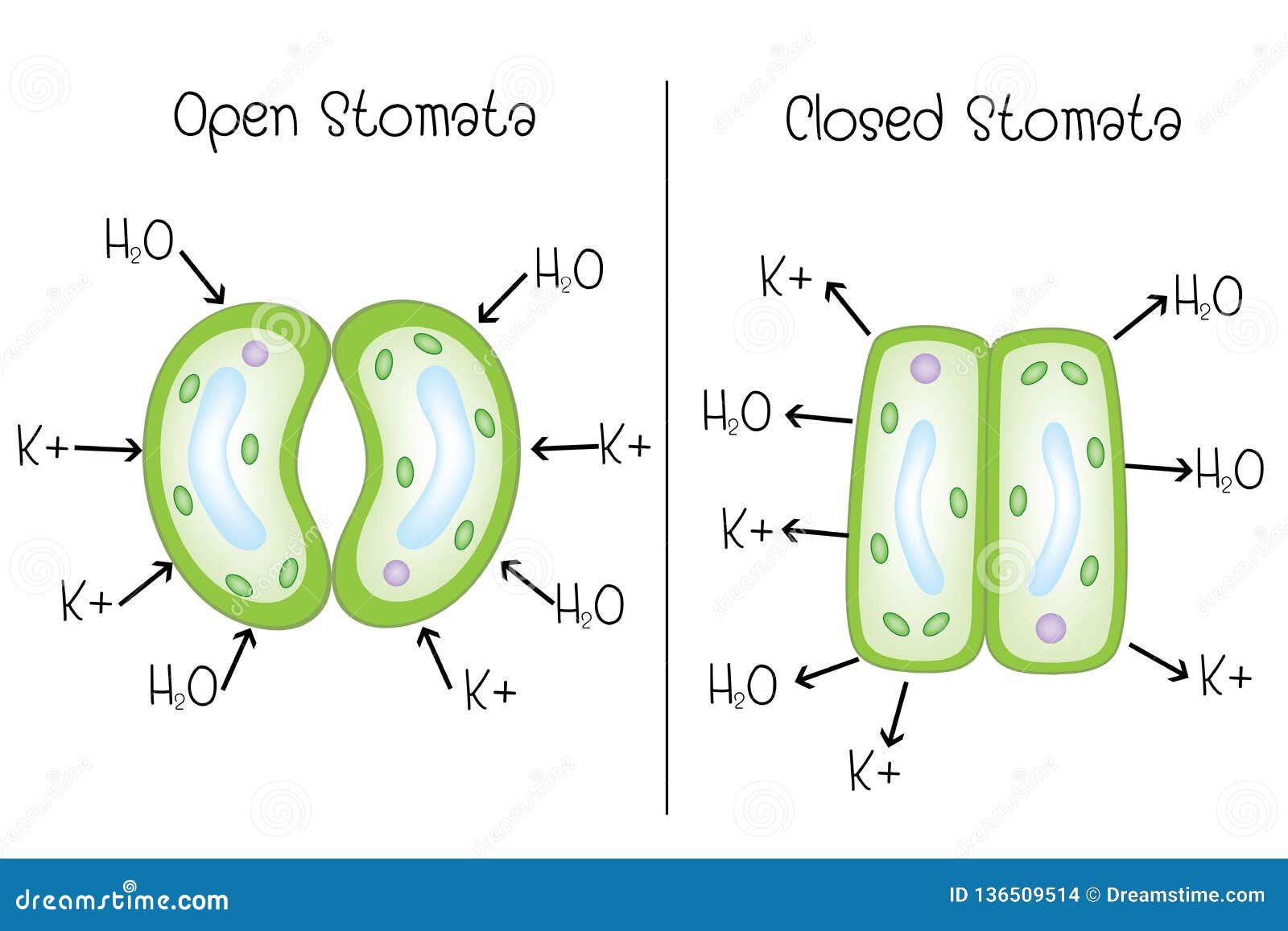 Stoma Open and Stoma Closed Stock Vector - Illustration of epidermis ...
